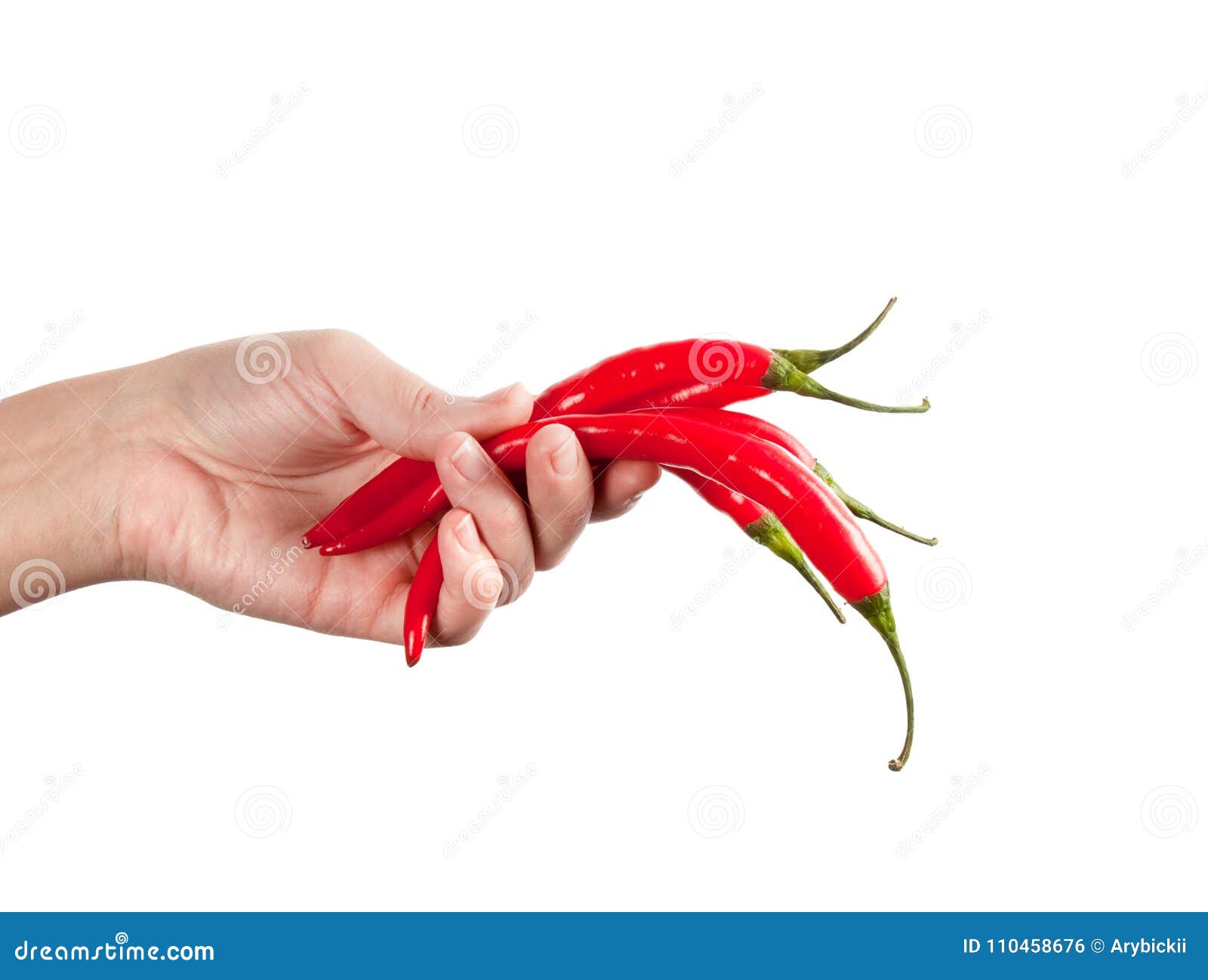 Red chilli pepper in hand stock photo. Image of white - 110458676