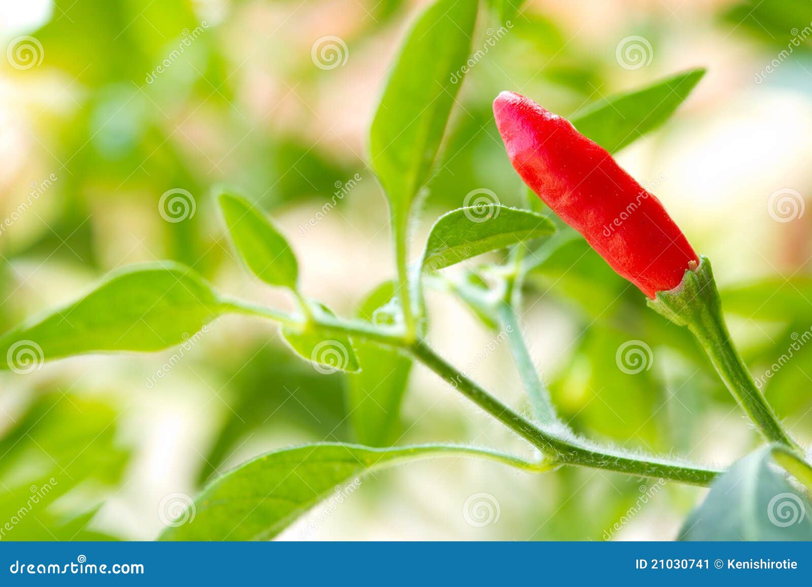 Red chilli pepper plant stock image. Image of chili, chilies - 21030741