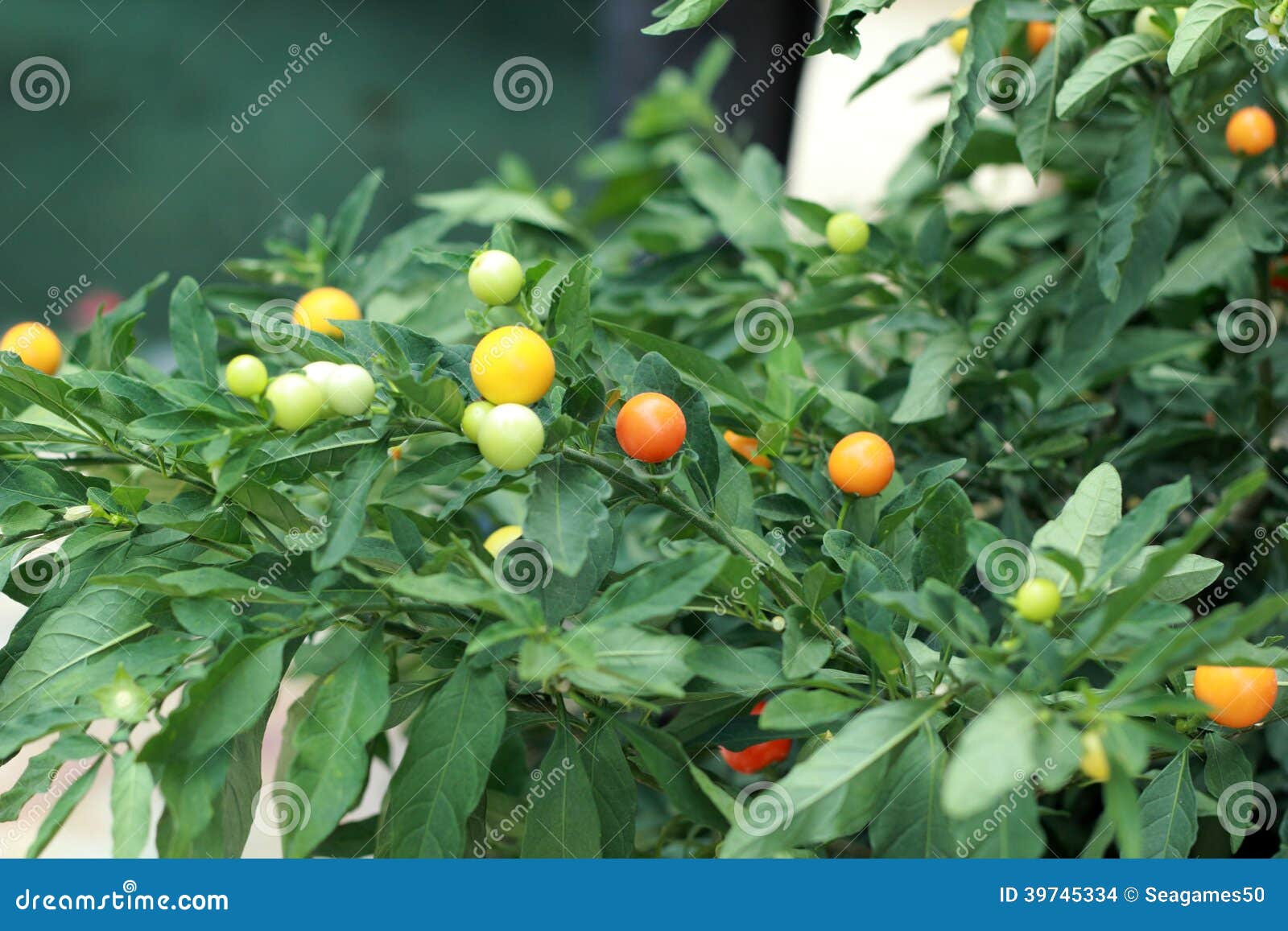 Red Chilli Pepper on Plant - Cherry Chili Stock Photo - Image of ...