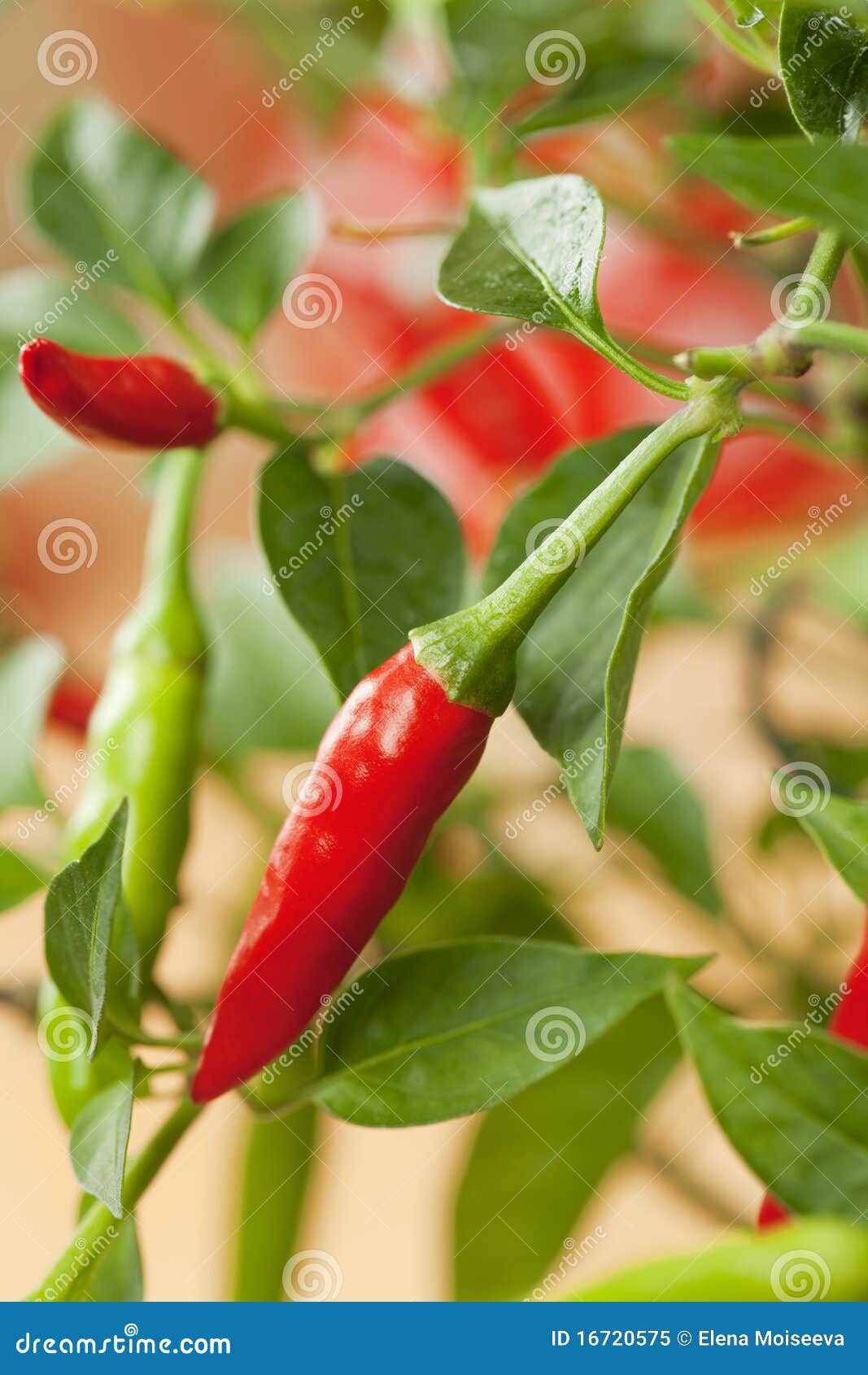 Red Chilli Pepper Plant, Very Hot! Stock Image - Image of spicy ...