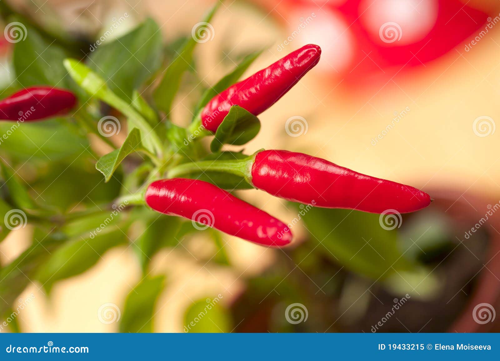 Red Chilli Pepper Plant, Very Hot Stock Image - Image of chilli, edible ...