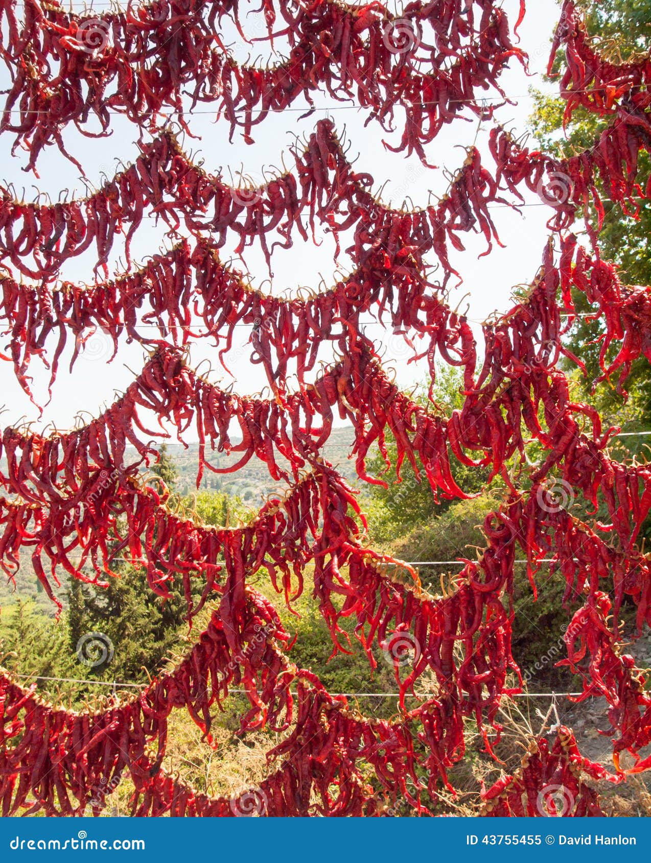 Red Chilli Peppers on Drying Rack Stock Image - Image of rural, wire ...