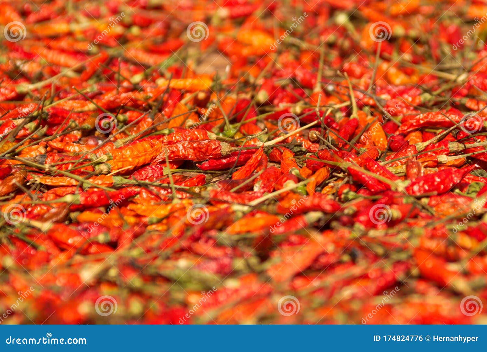 Red Chilli Peppers Drying on the Sun. Low Angle, Shallow Depth of Field ...