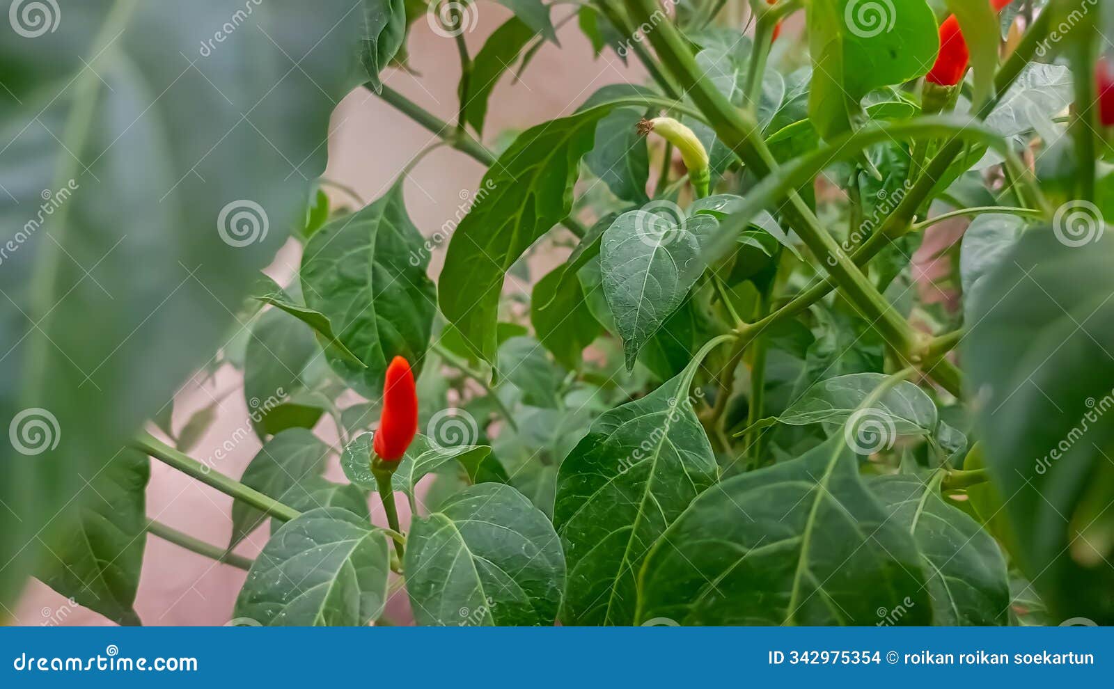 Red Chilli Plant or Cabe Rawit Stock Photo - Image of plant, chilli ...