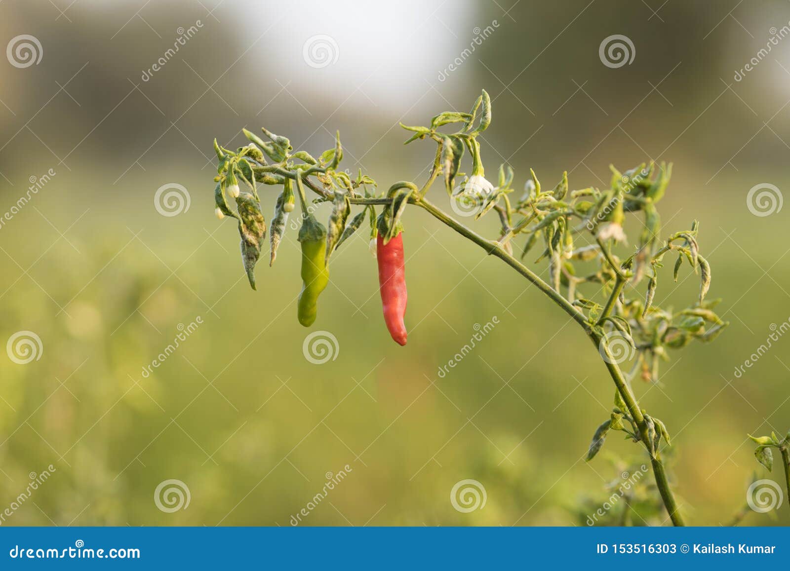 Red Chilli plant stock image. Image of colorful, salsa - 153516303