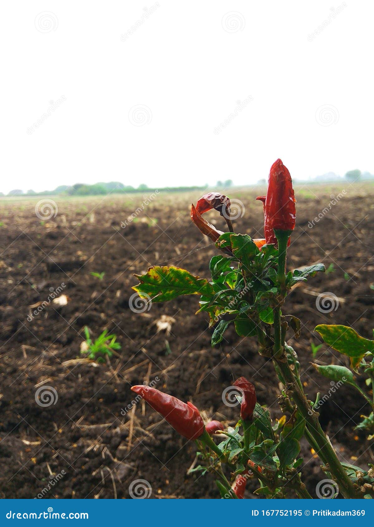 Red chilli plant in field stock image. Image of nature - 167752195