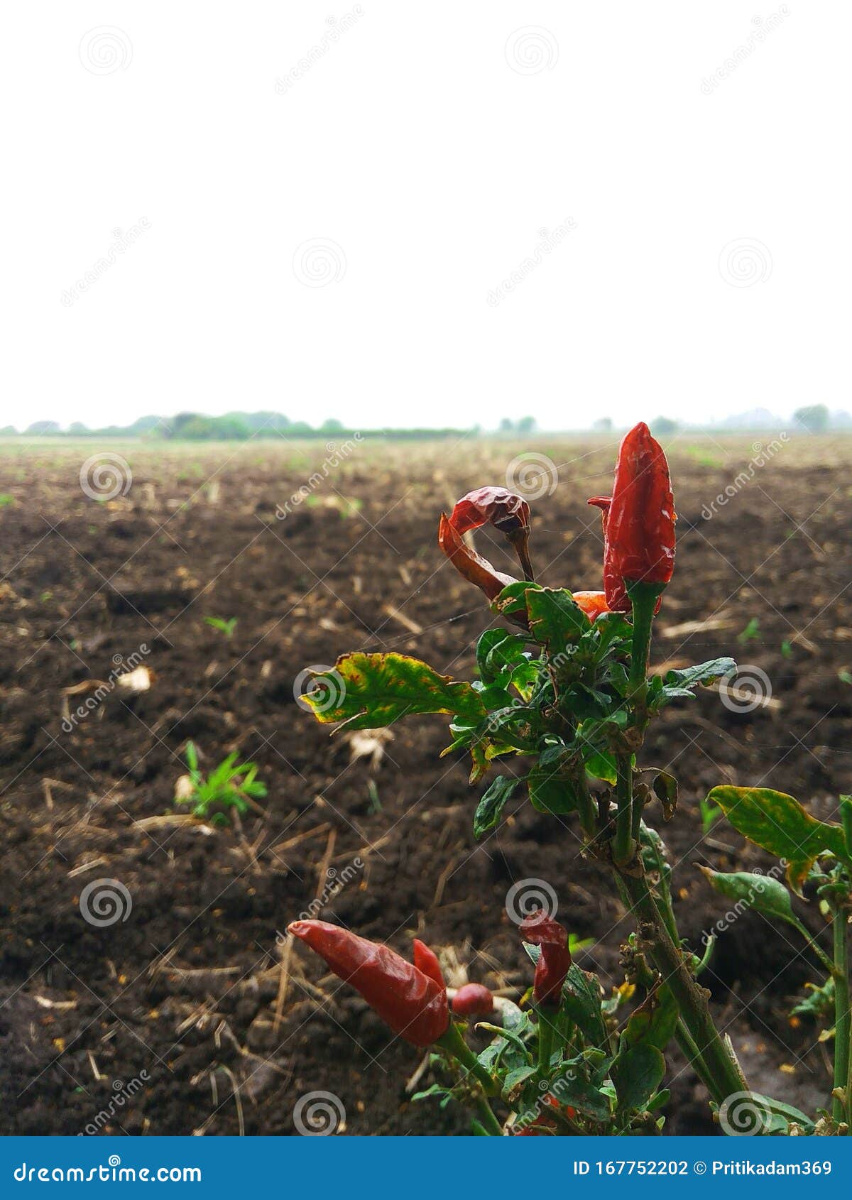 Red chilli plant in field stock photo. Image of chilli - 167752202