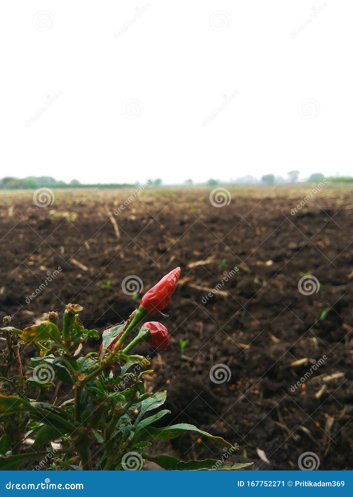 Red chilli plant in field stock image. Image of chilli - 167752271
