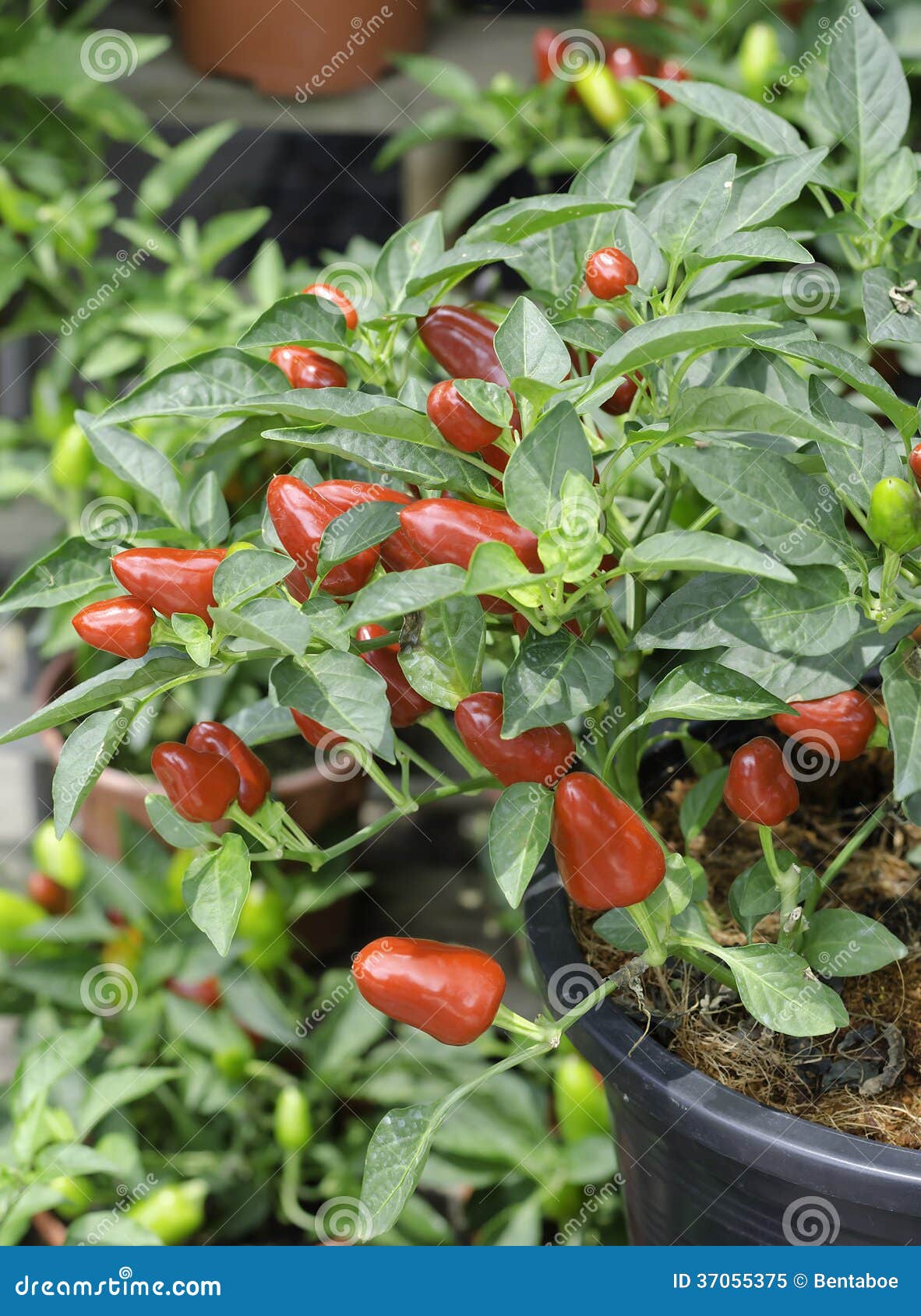 Red chilli plant stock image. Image of gourmet, health - 37055375