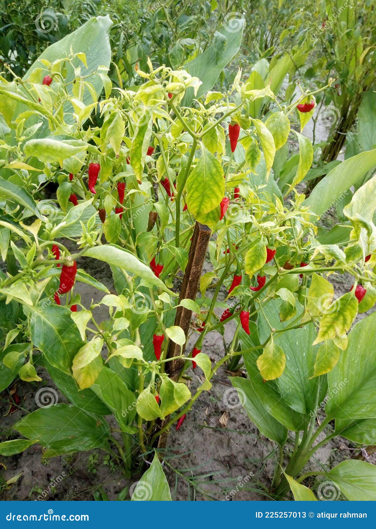 RED CHILLI PLANTS stock image. Image of crop, berry - 225257013