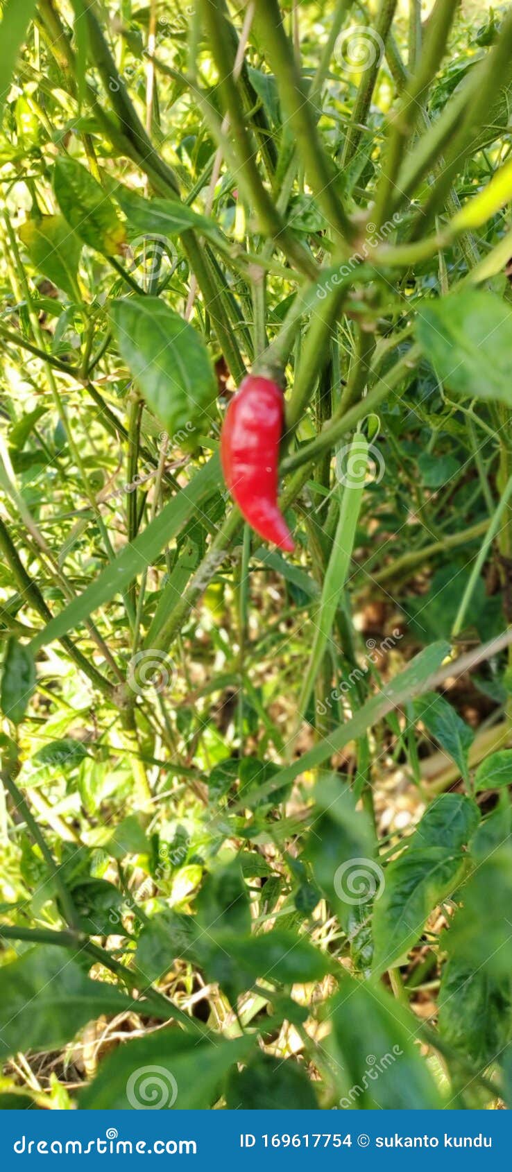 Red chilli stock photo. Image of green, tree, leave - 169617754