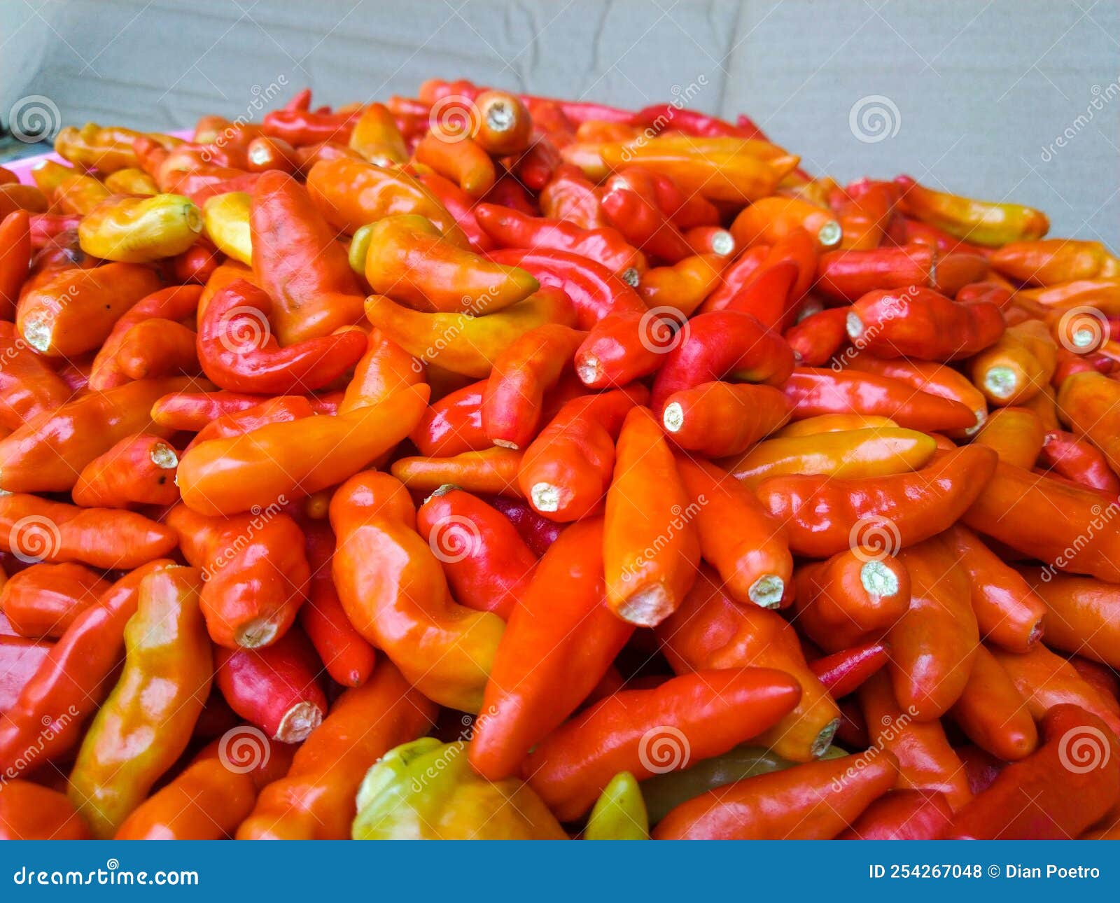 Red chilli is really spicy stock photo. Image of flower - 254267048