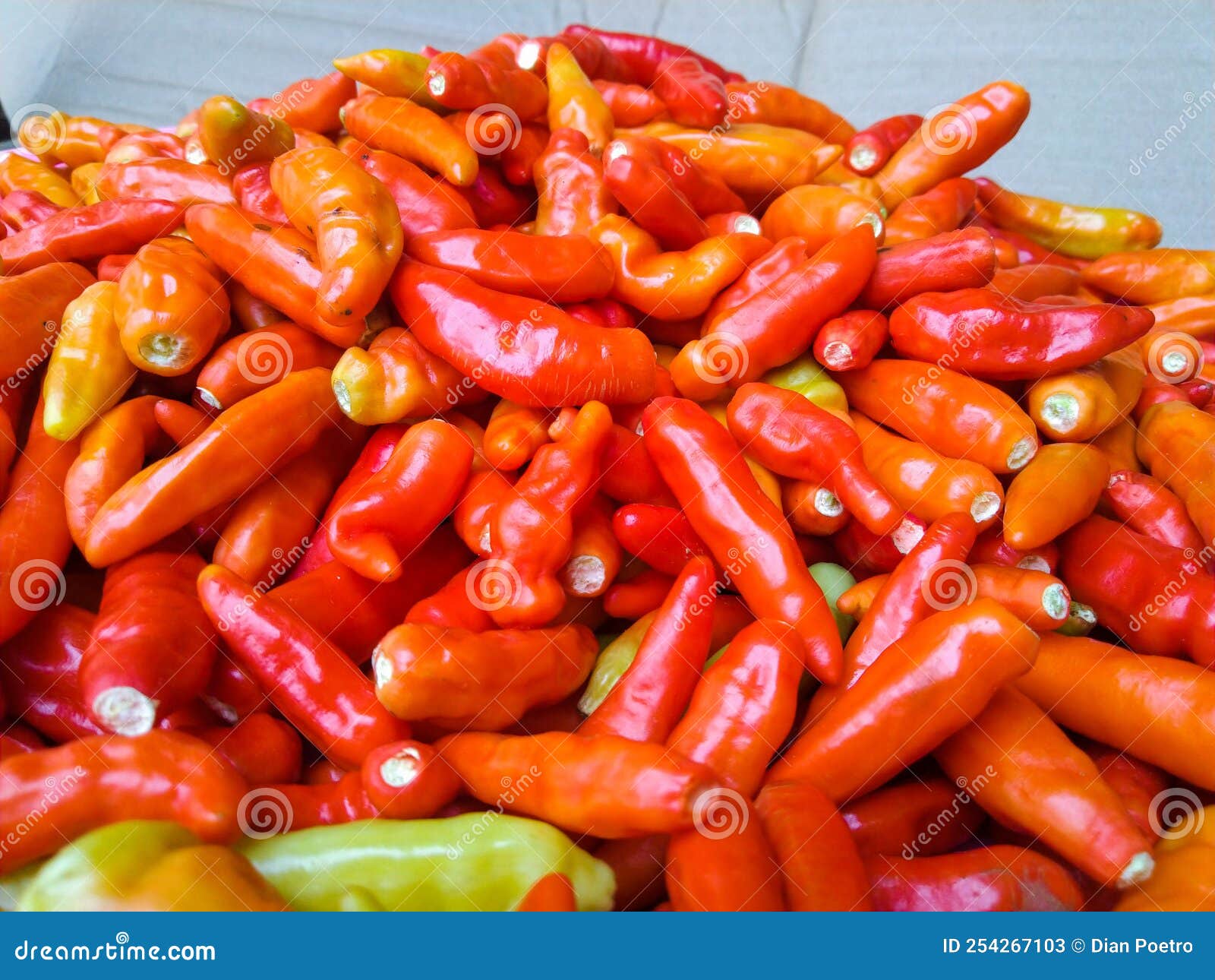 Red chilli is really spicy stock image. Image of gourd - 254267103