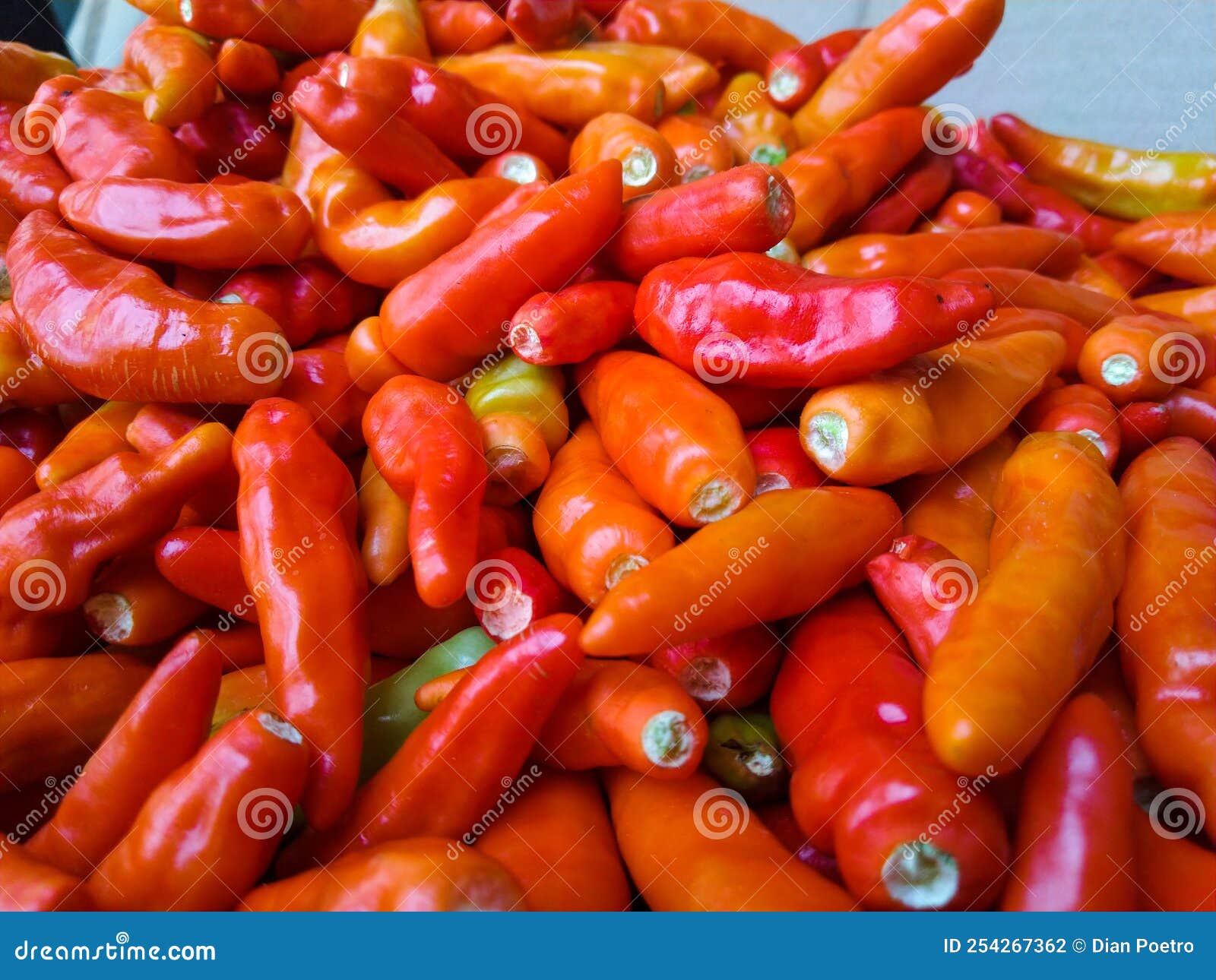 Red chilli is really spicy stock photo. Image of plant - 254267362