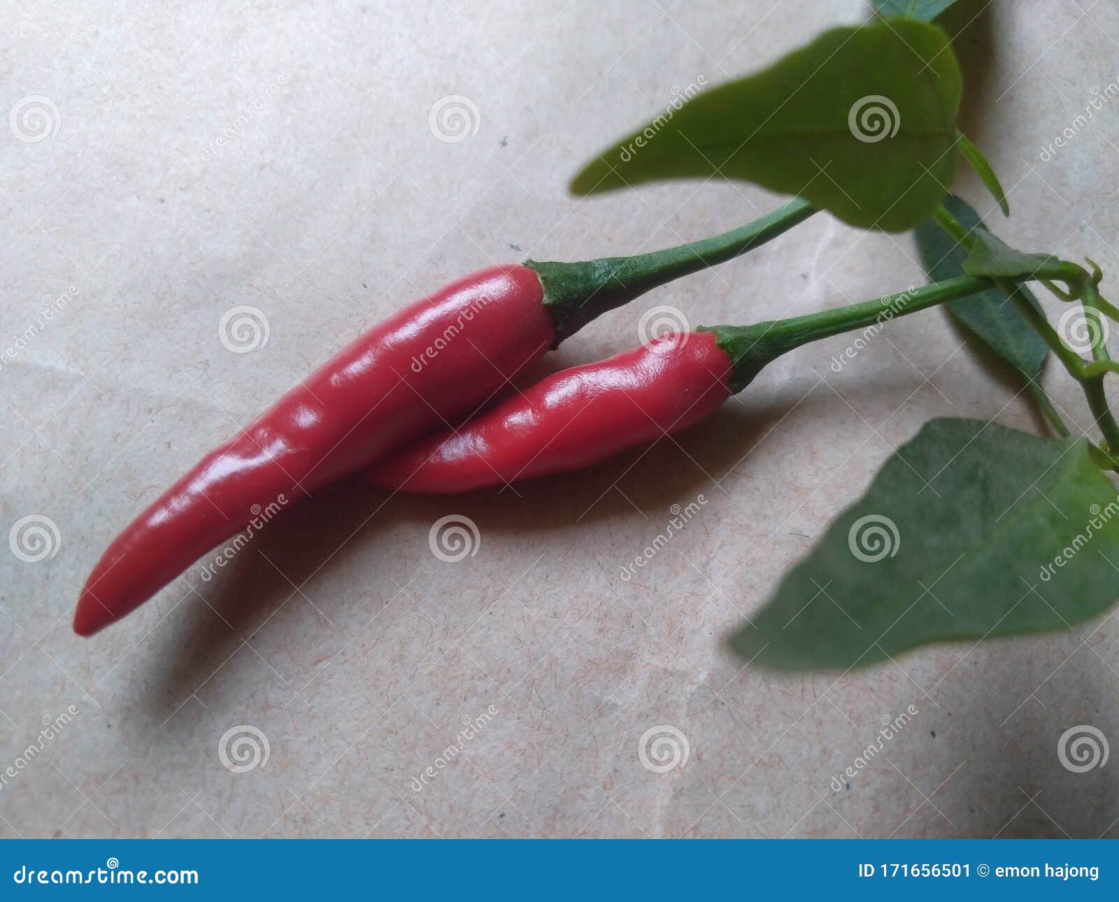 Red chilli & tree stock image. Image of chilli, spice - 171656501