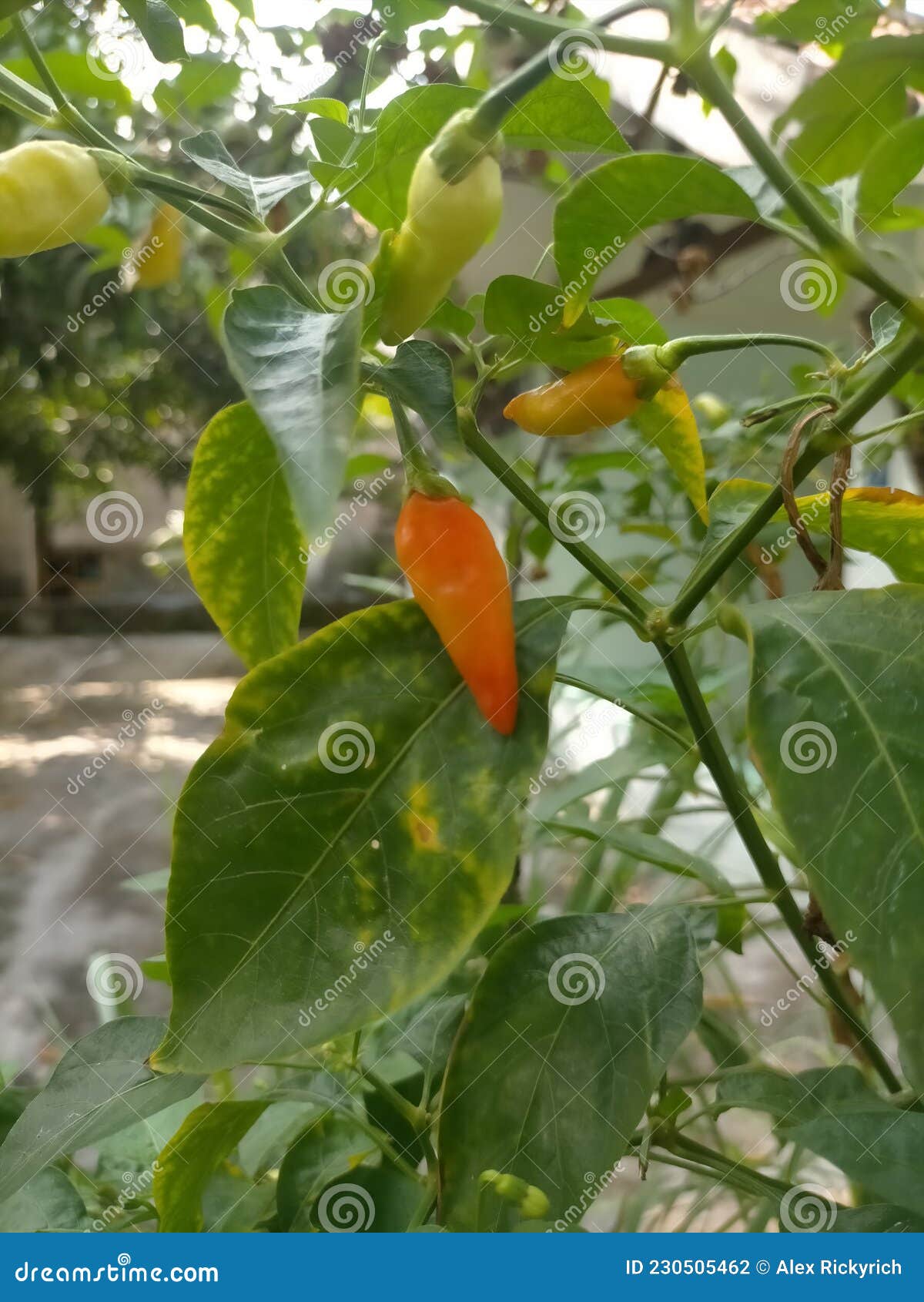Red Chilli on the tree stock photo. Image of citrus - 230505462