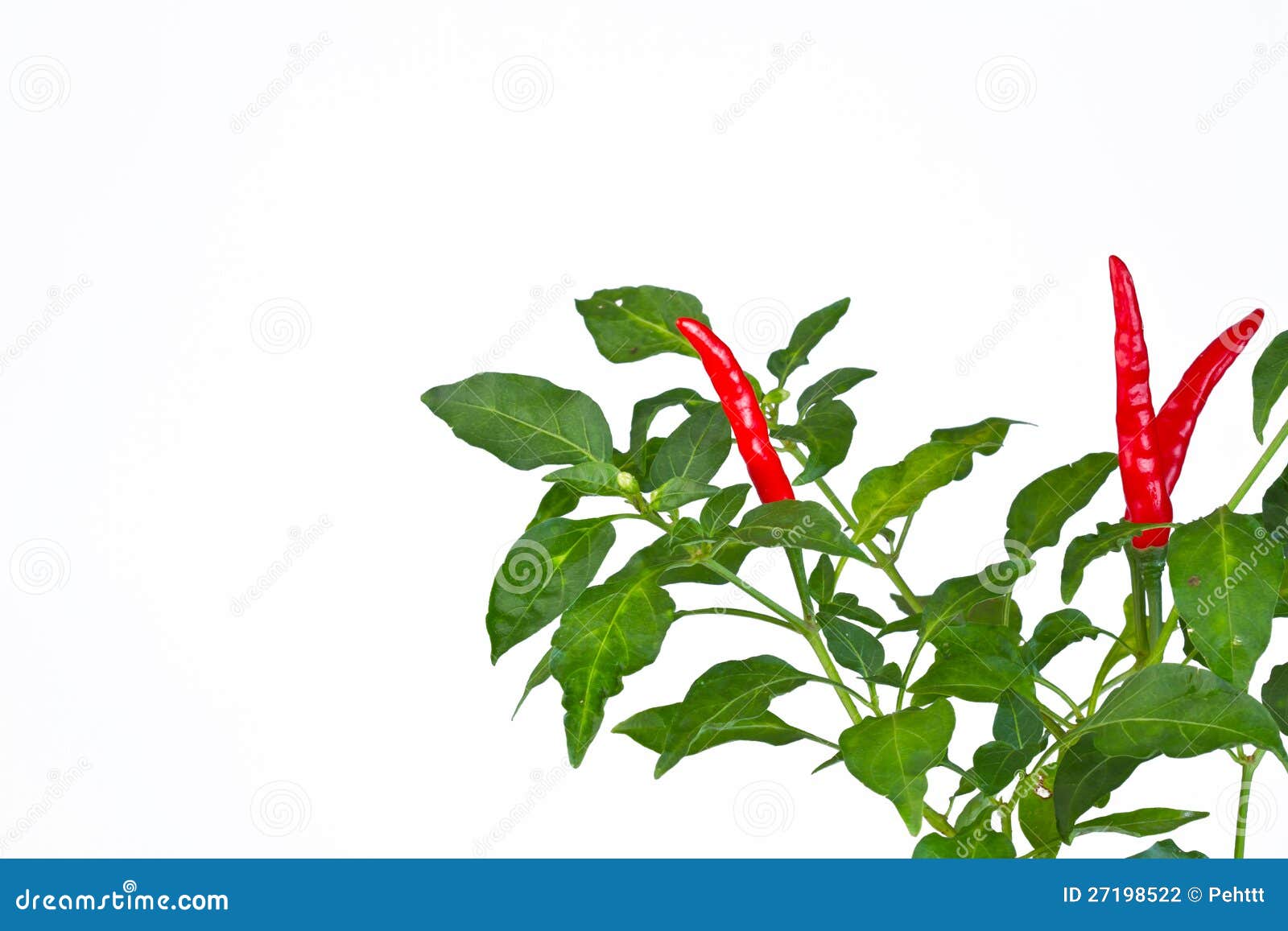 Red chilli on tree stock photo. Image of growth, background - 27198522