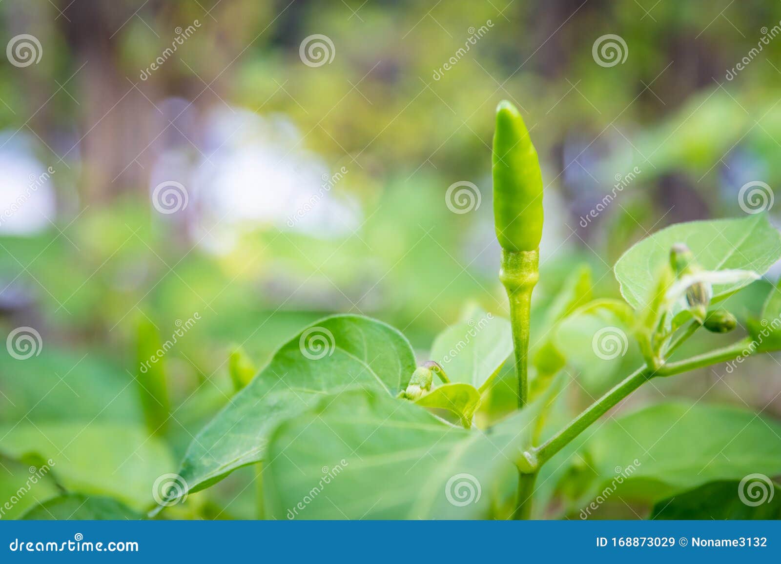 Red cilli seed close up stock image. Image of harvest - 168873029