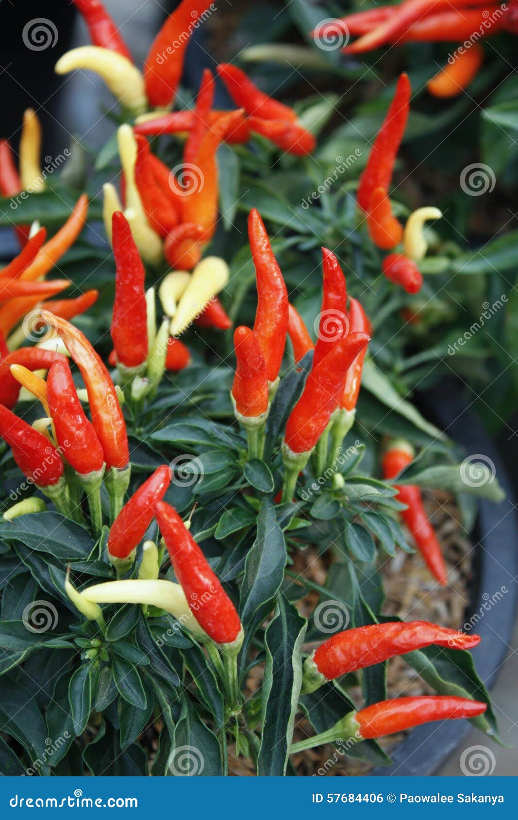 Red chilli tree stock photo. Image of capsicum, peppers - 57684406