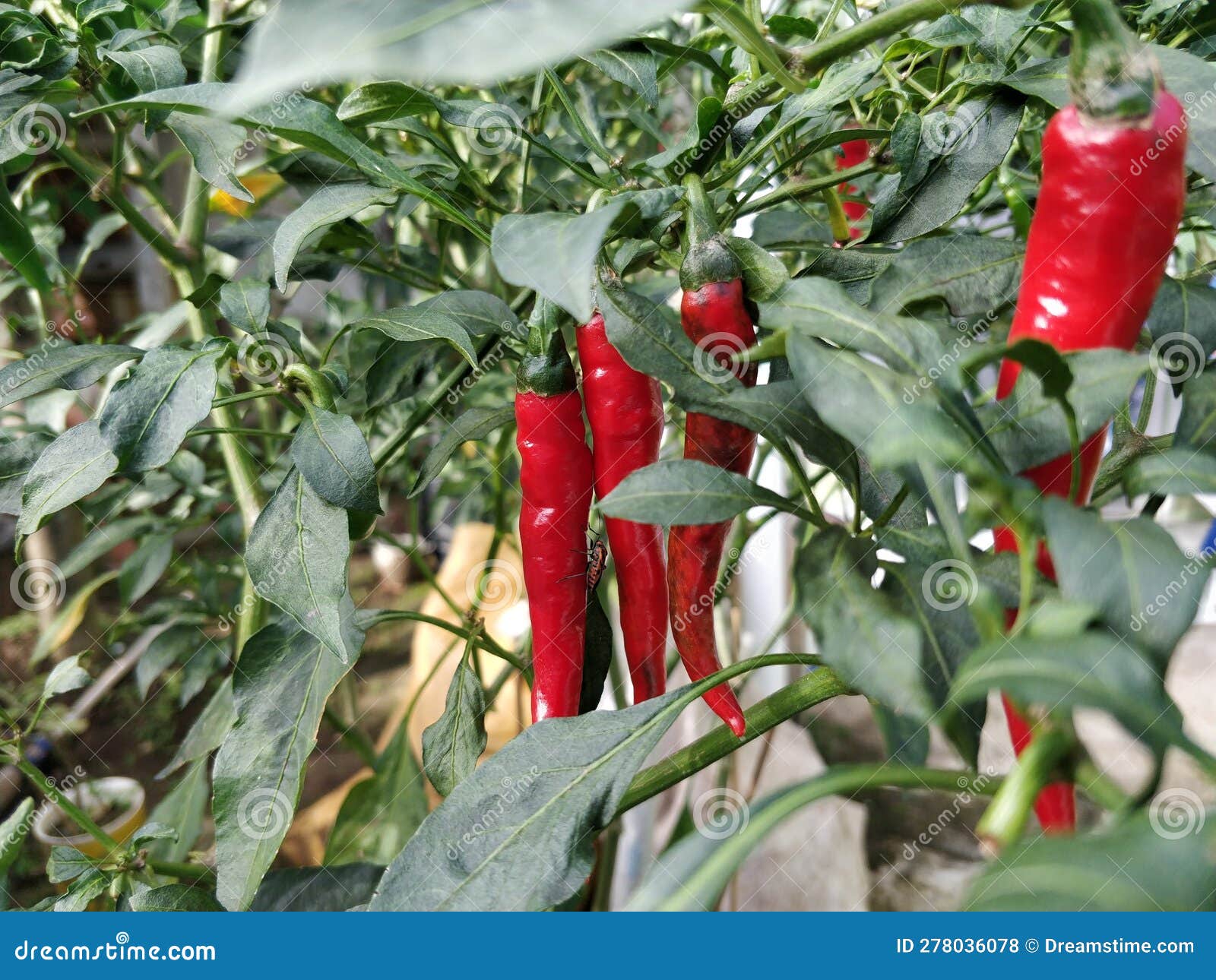 Red chilli tree stock photo. Image of tree, green, nature - 278036078