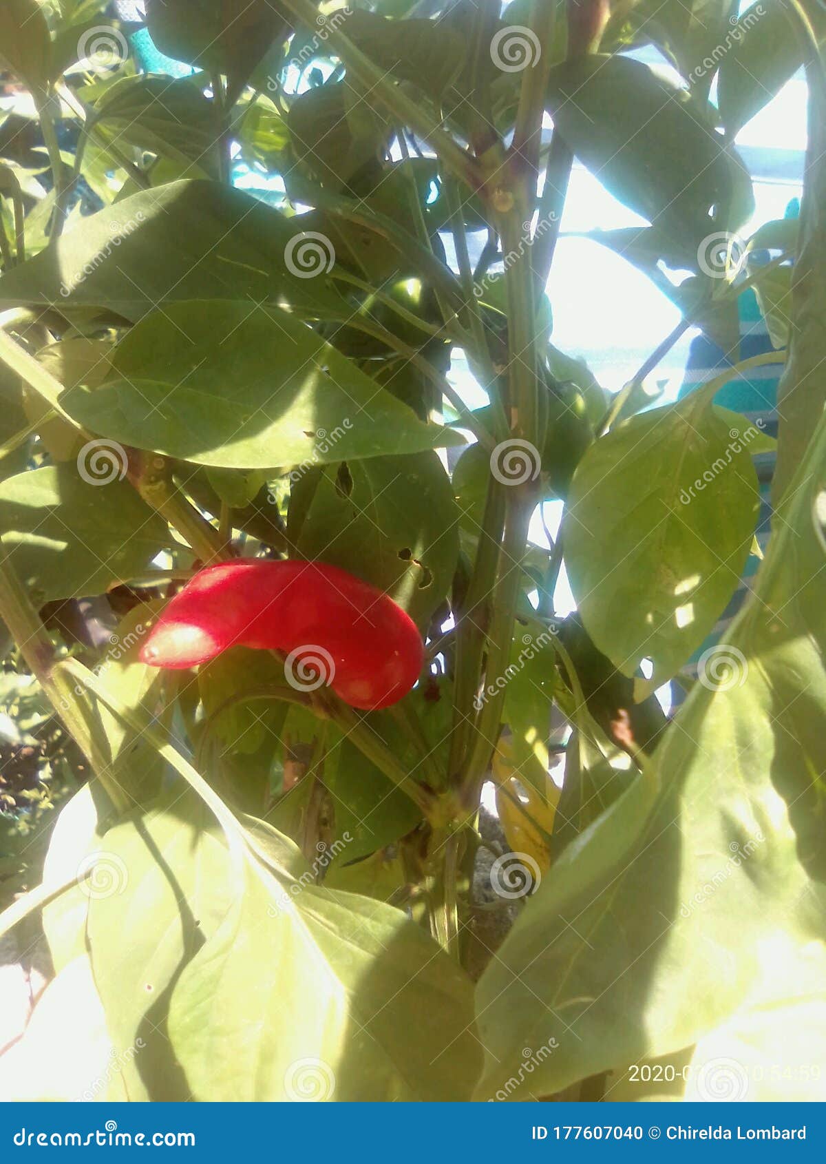 Red Chilli Tree stock photo. Image of jpeg, tree, chilli - 177607040