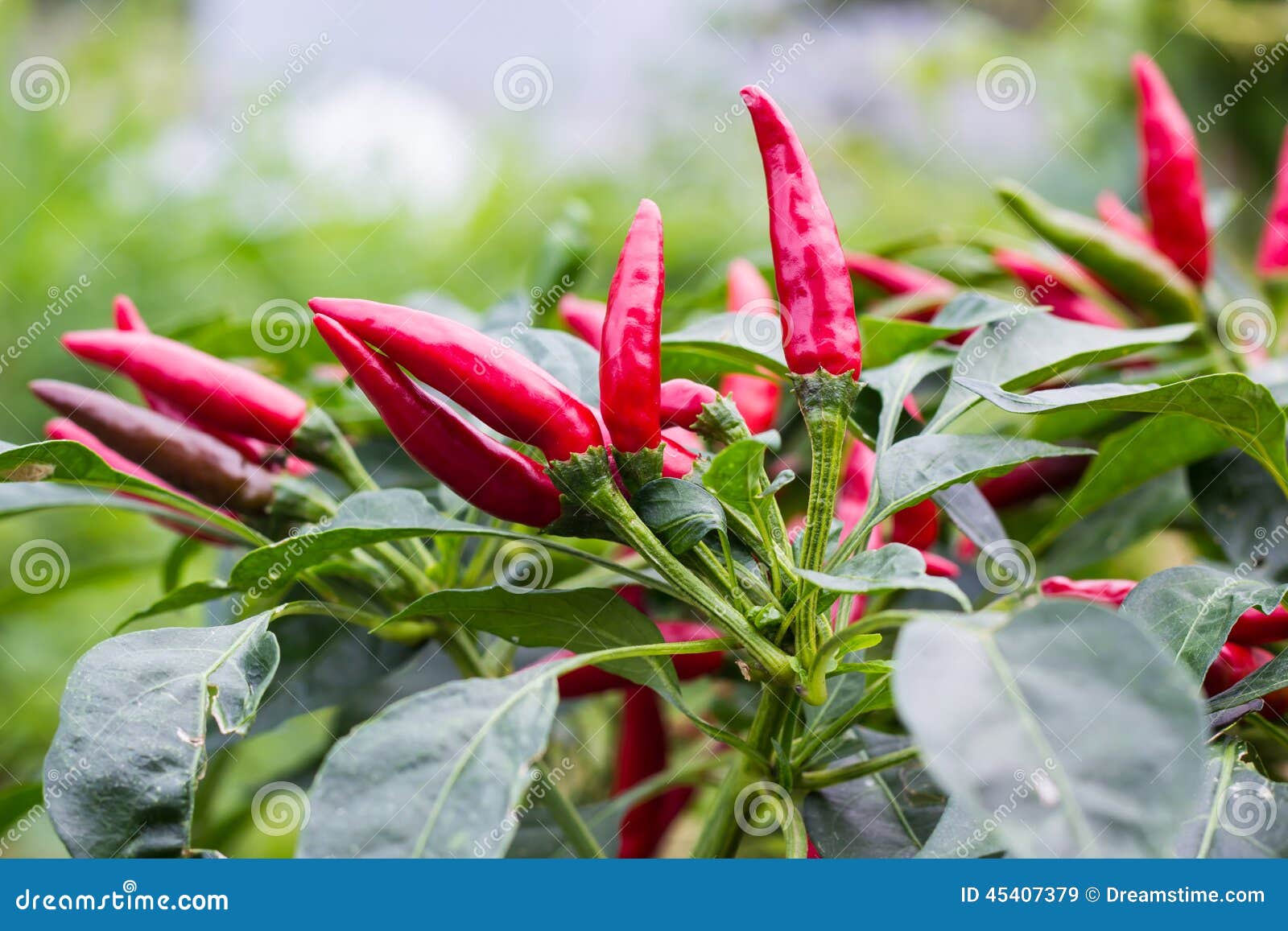 Red chilli tree stock image. Image of fruit, harvest - 45407379