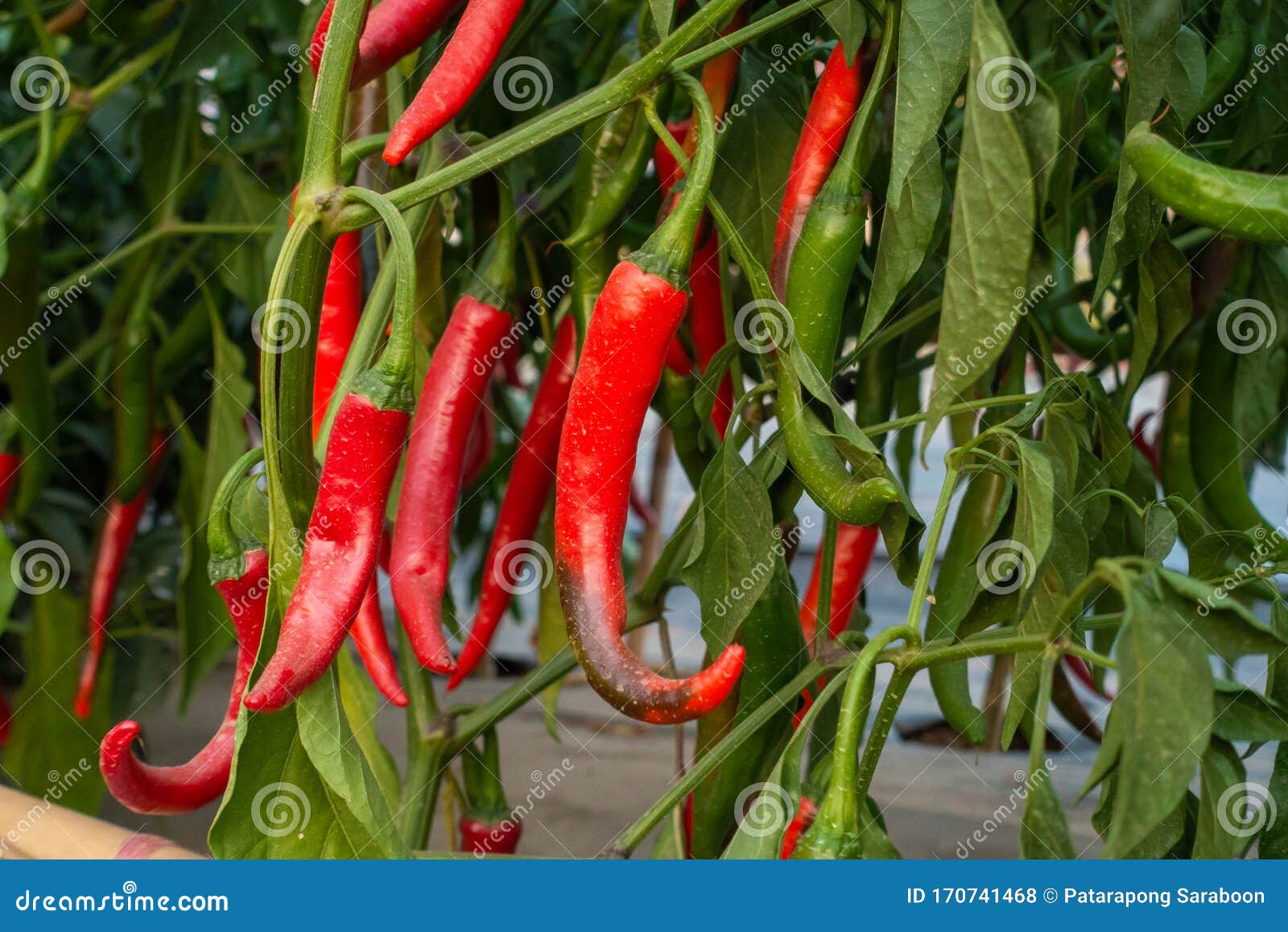 Red Chilli Tree in the Thai Garden, Thailand Stock Photo - Image of ...