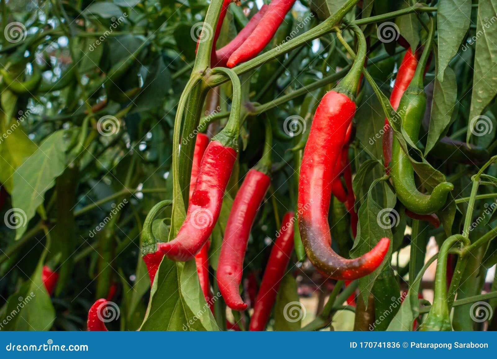 Red Chilli Tree in the Thai Garden, Thailand Stock Photo - Image of ...