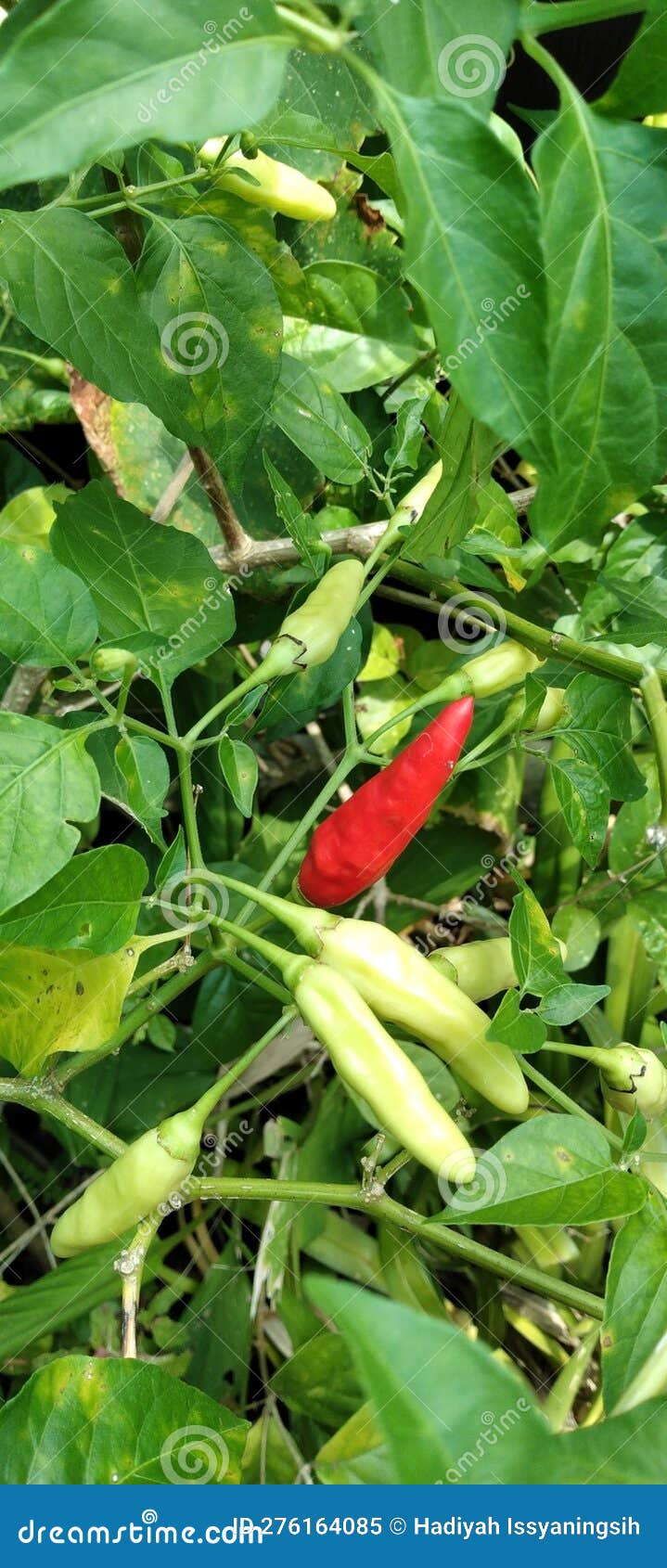 The Red Chilli among the White One Stock Image - Image of white, bright ...