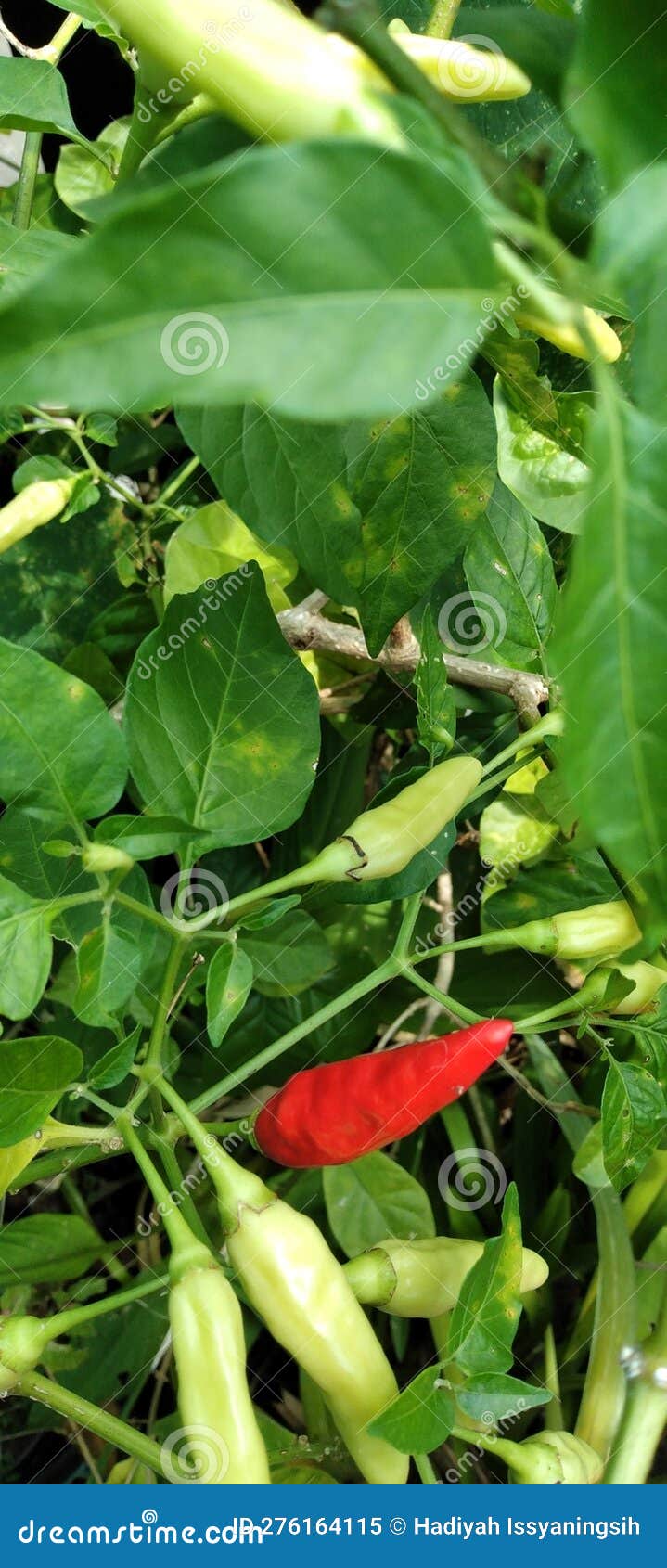 The Red Chilli among the White One Stock Image - Image of white, chilli ...