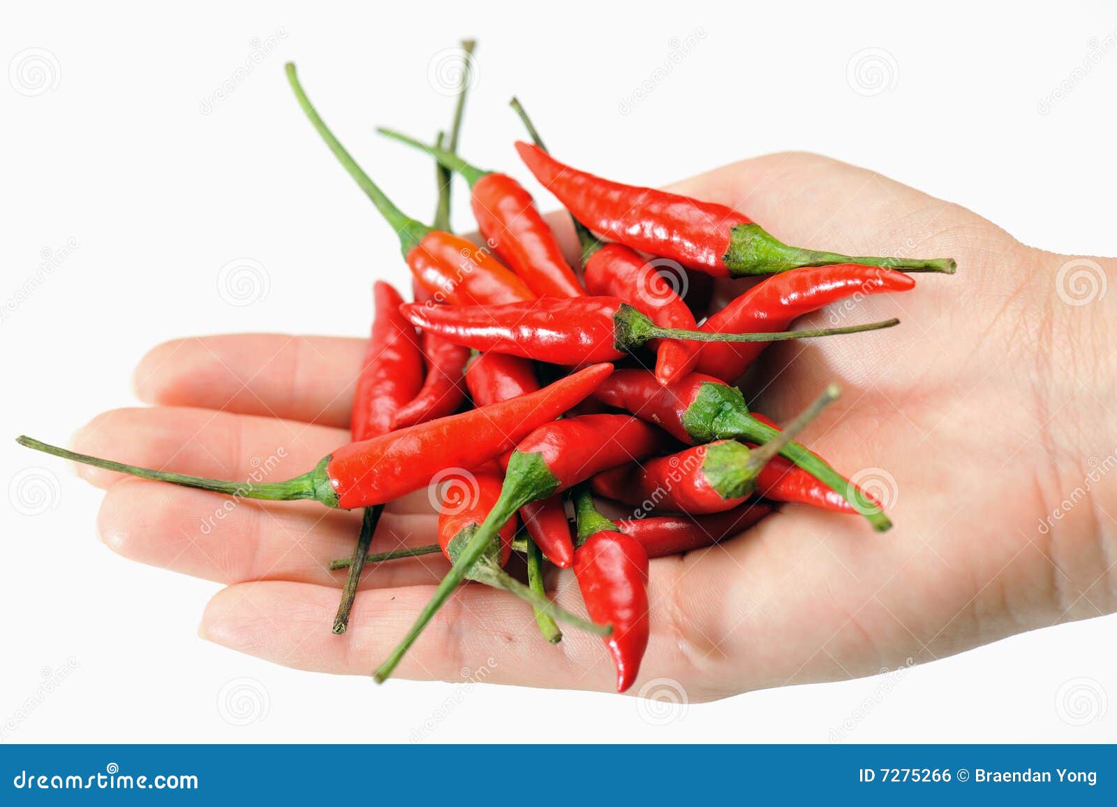 Red chillies 1 stock photo. Image of nutritious, heat - 7275266