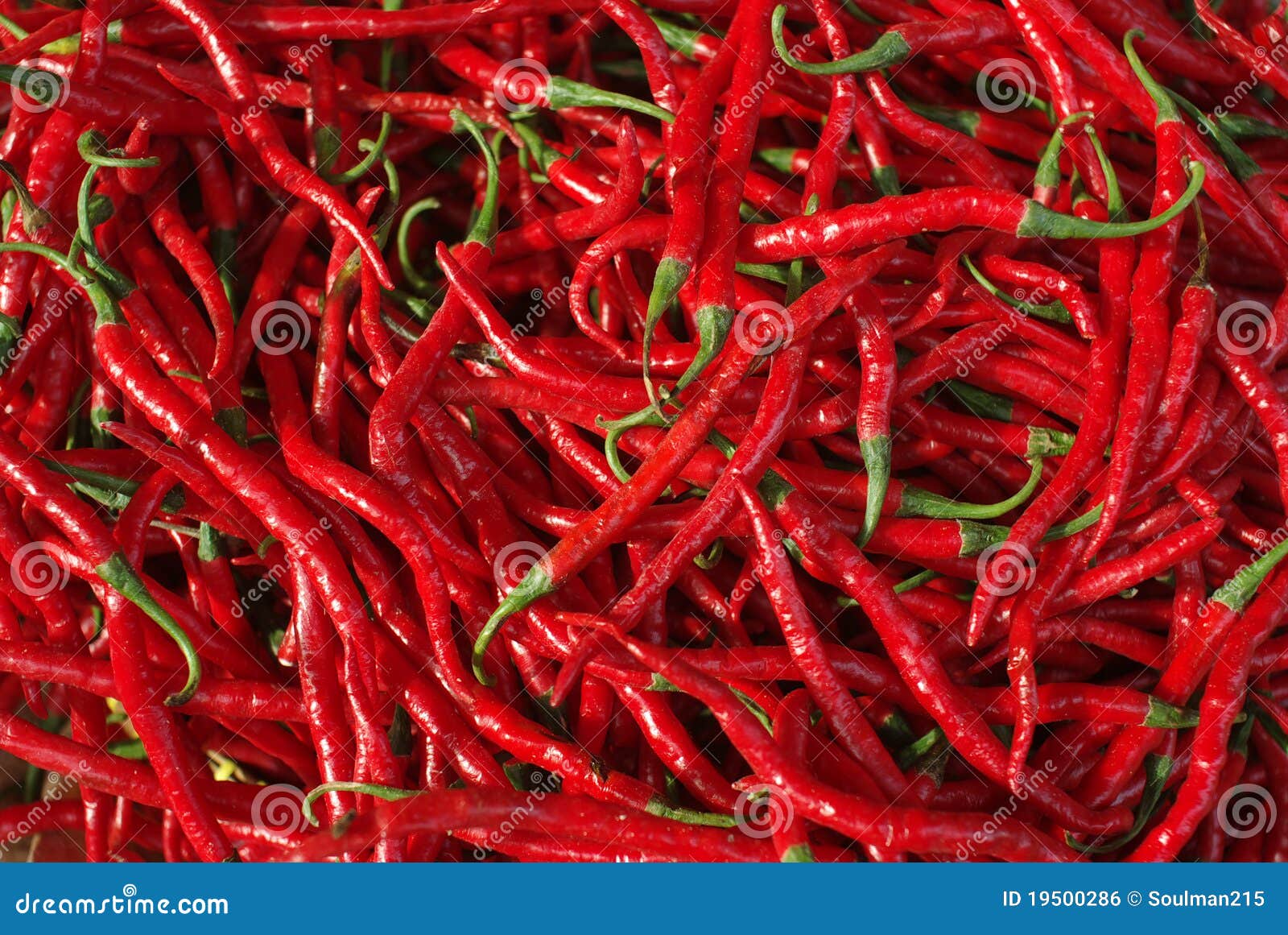 Red Chillies stock photo. Image of good, nature, ingredients - 19500286