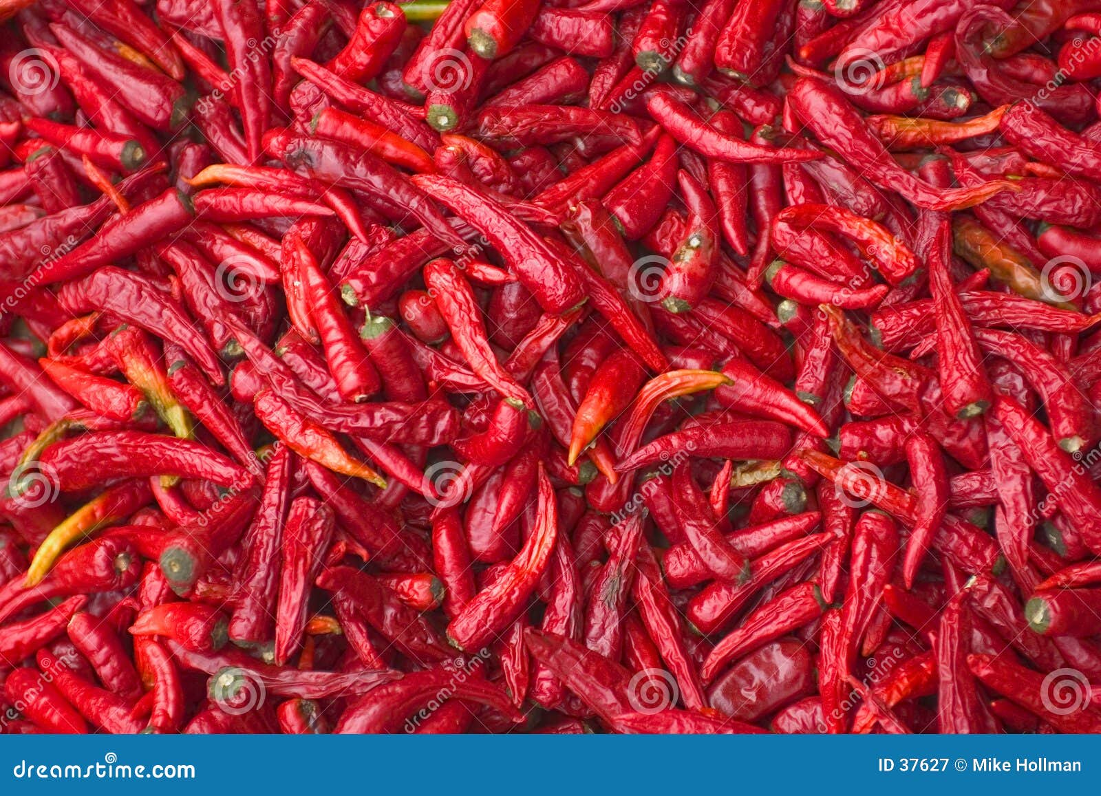 Red Chillies Royalty-Free Stock Photography | CartoonDealer.com #32937719