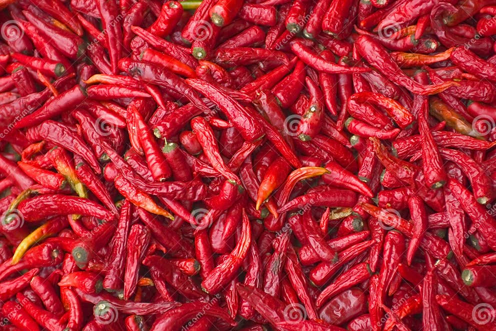 Red Chillies stock image. Image of seasoning, spice, exotic - 37627