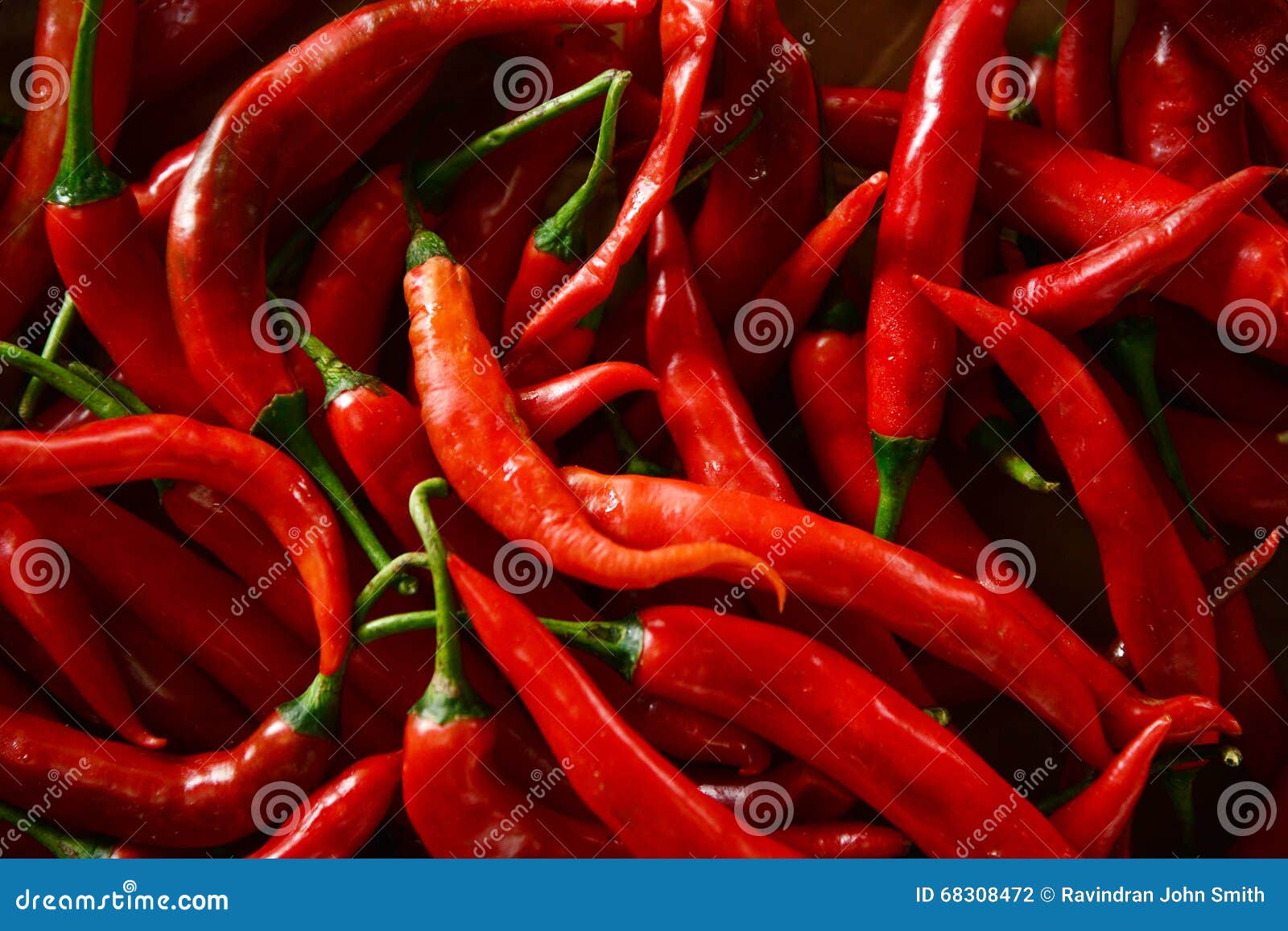 Red Chillies stock photo. Image of tropical, nature, asian - 68308472