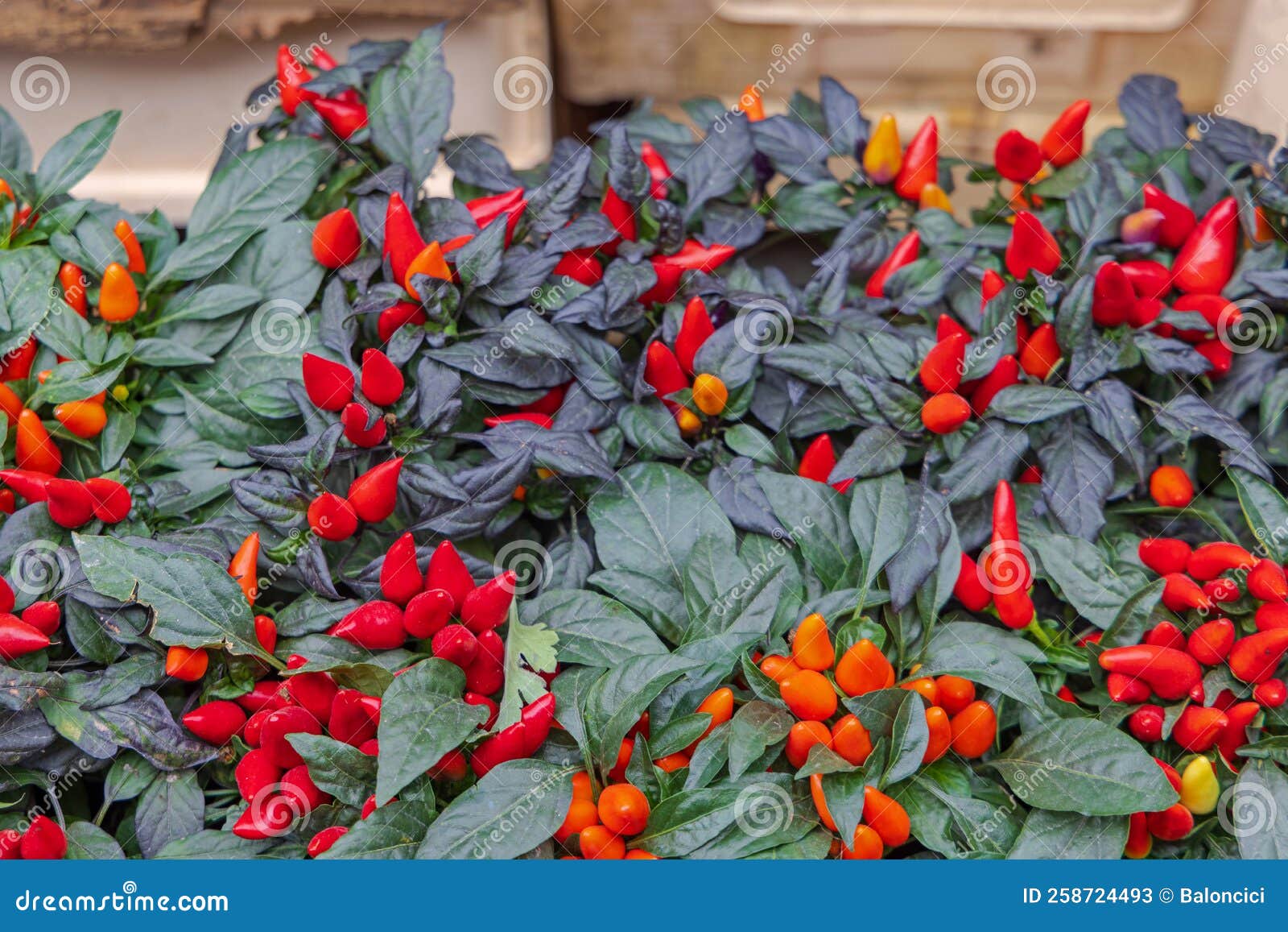 Red Chillies Plants stock image. Image of heat, market - 258724493