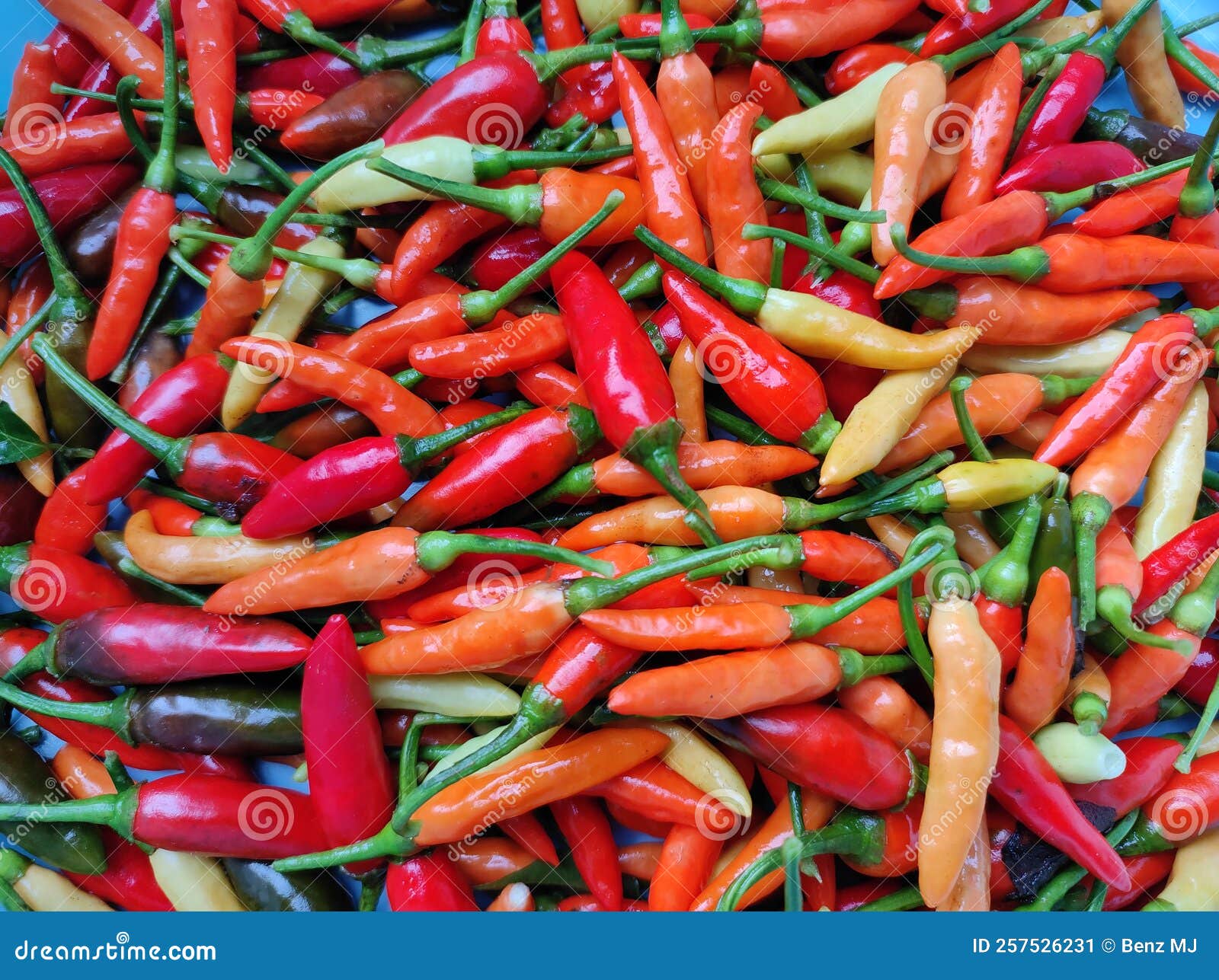 Red chilly background stock image. Image of gourd, chilly - 257526231