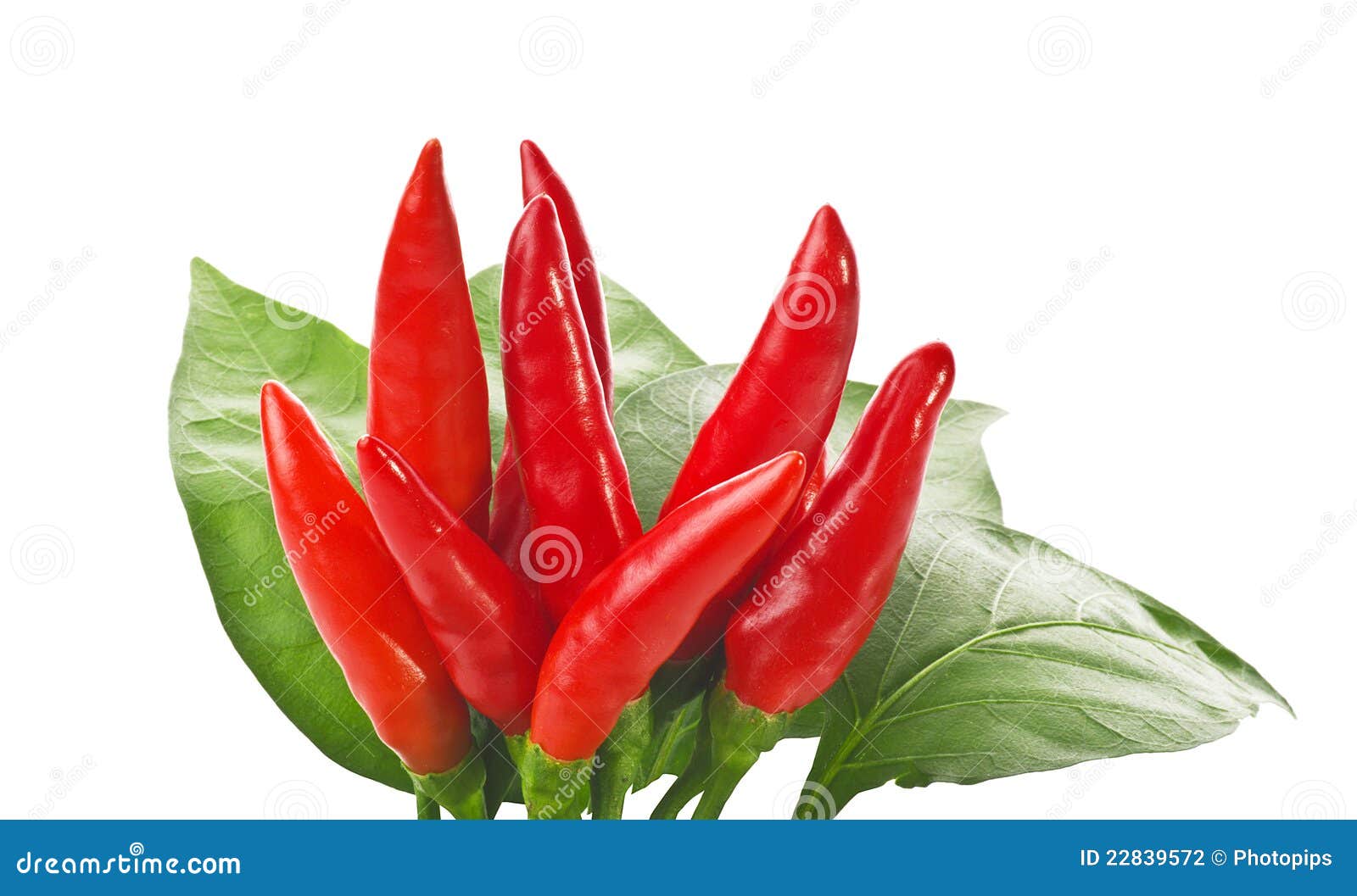 Red chilly pepper stock photo. Image of chilly, pile - 22839572