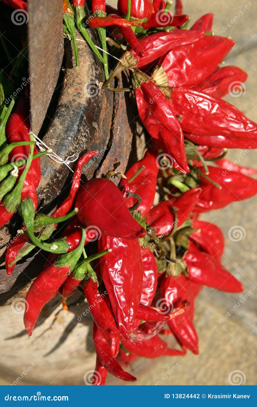 Red chilly peppers stock photo. Image of agriculture - 13824442