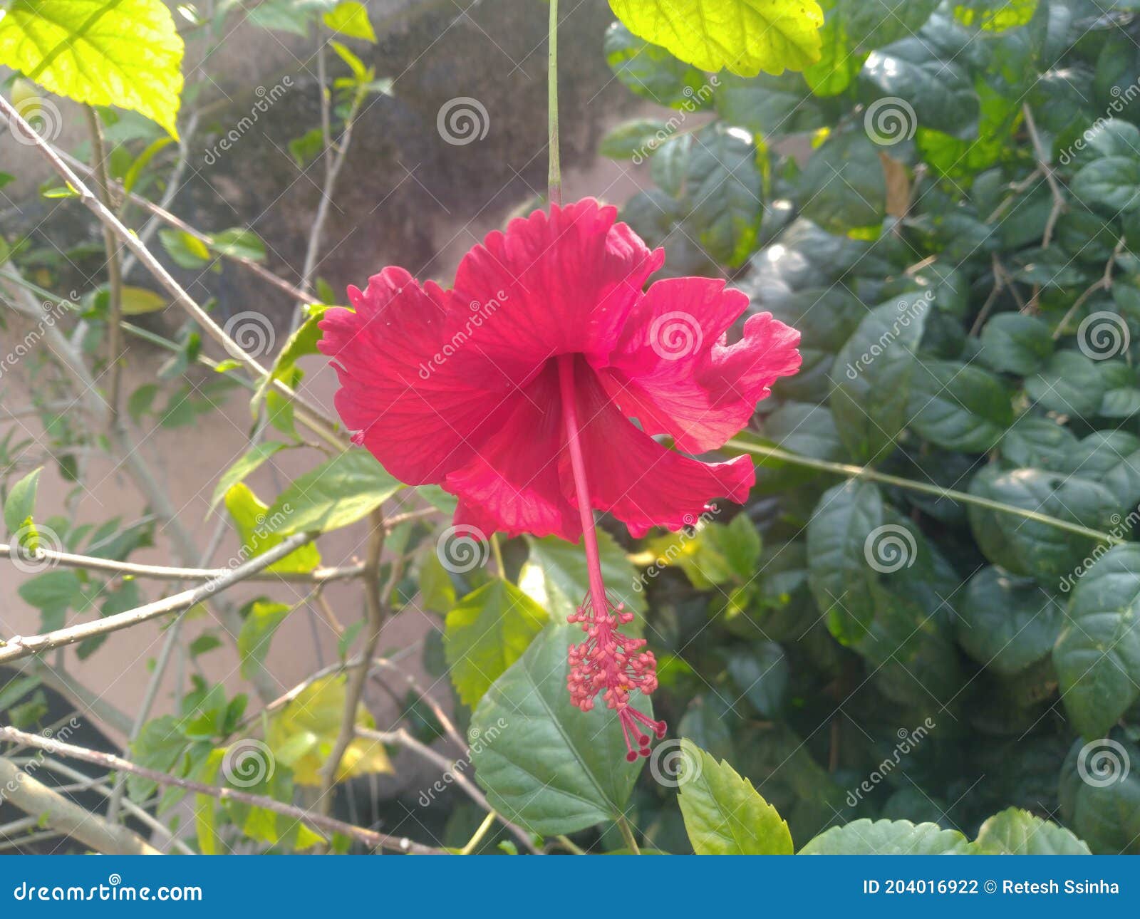 Red China Rose flower stock photo. Image of rose, plant - 204016922