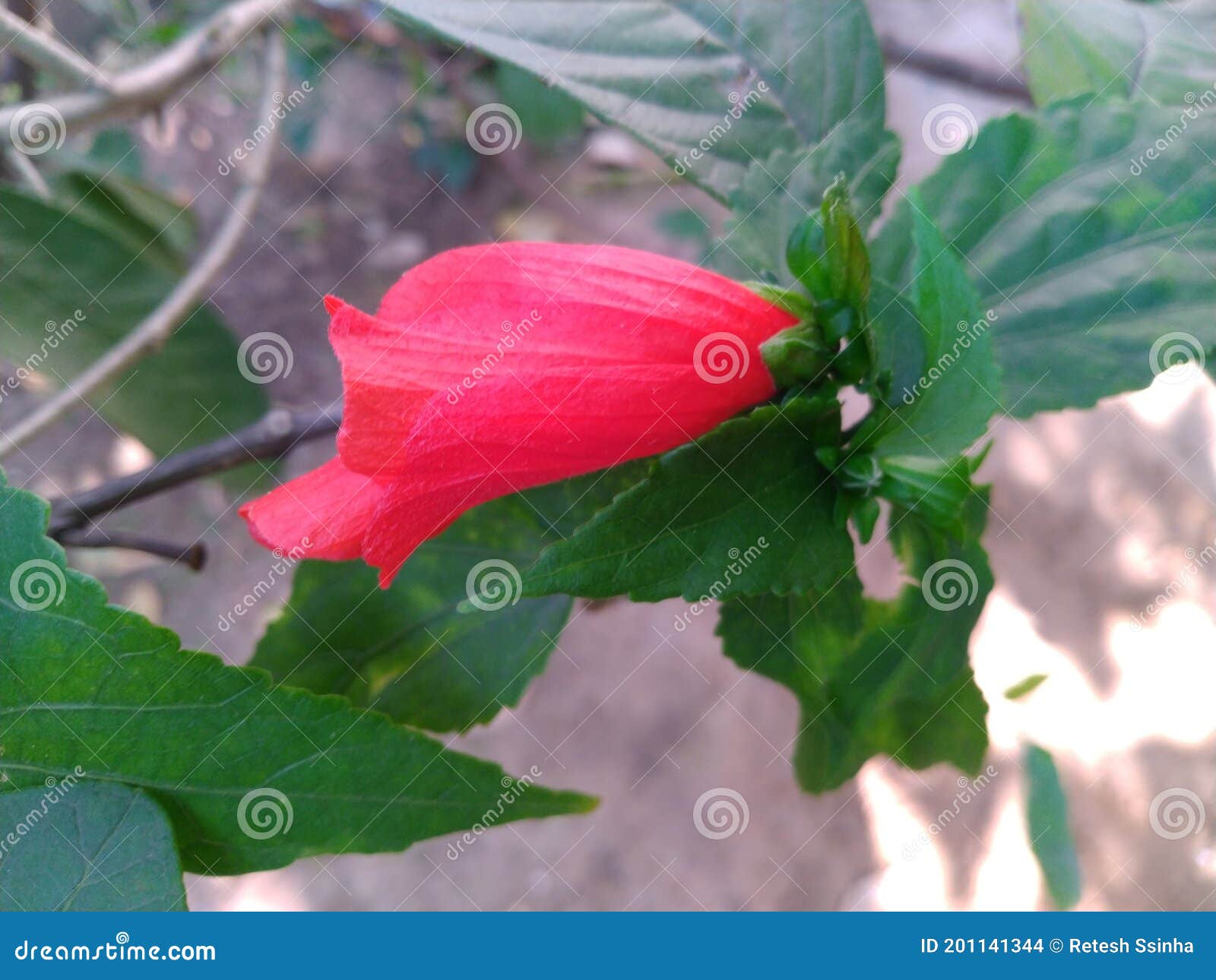 Red China Rose Flower in the Garden Stock Photo - Image of rose, flower ...