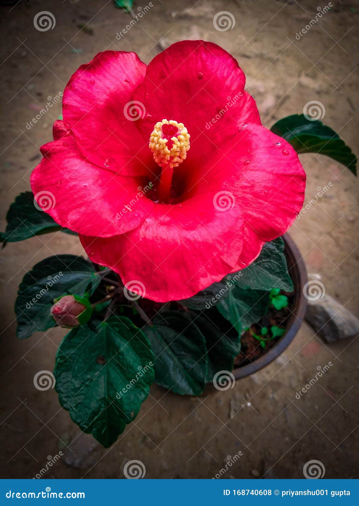 The Red Chinagold Gudhal Flower Stock Photo - Image of glower ...