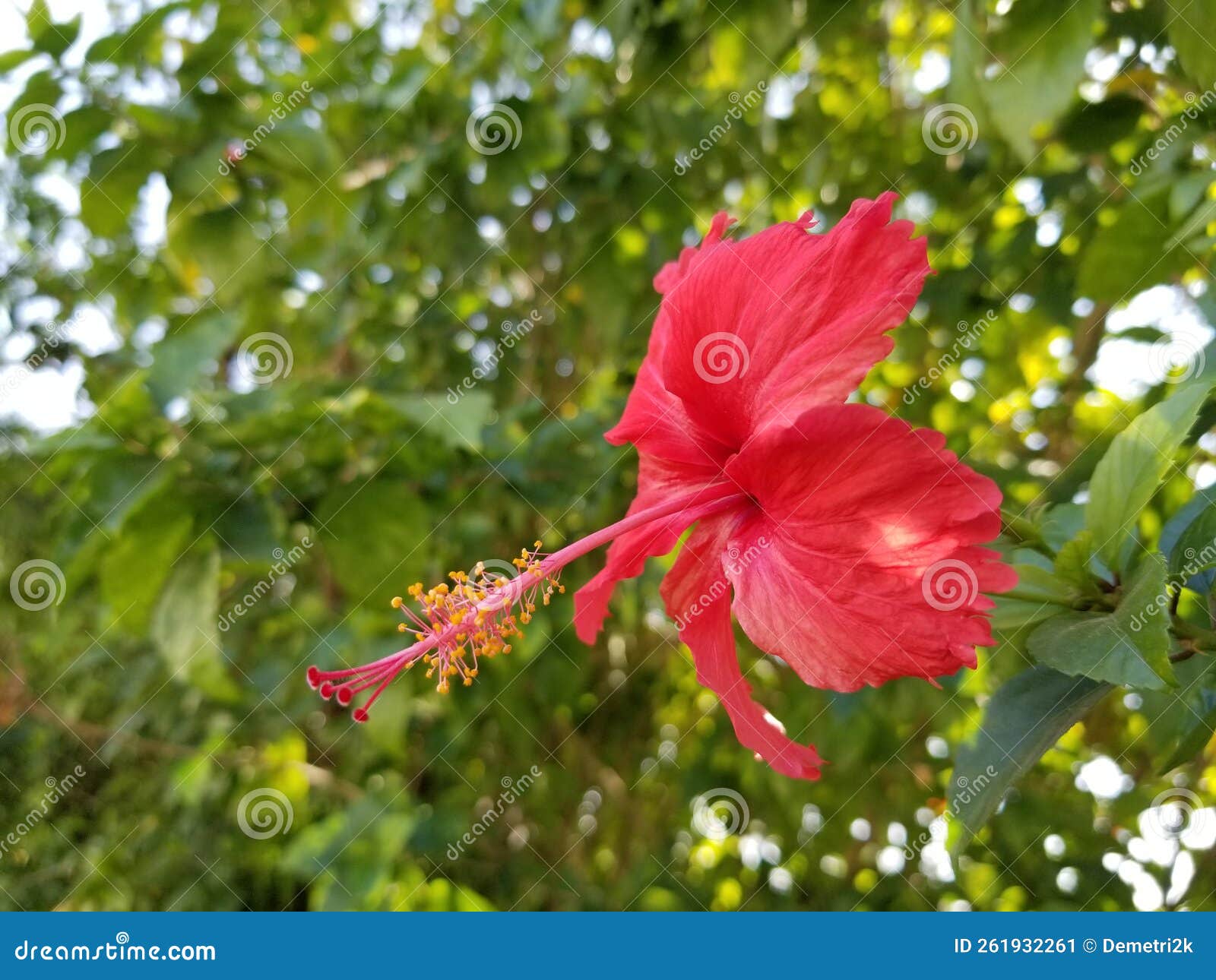 Red, Chinese Hibiscus Flower -02 Stock Image - Image of mallow, blur ...