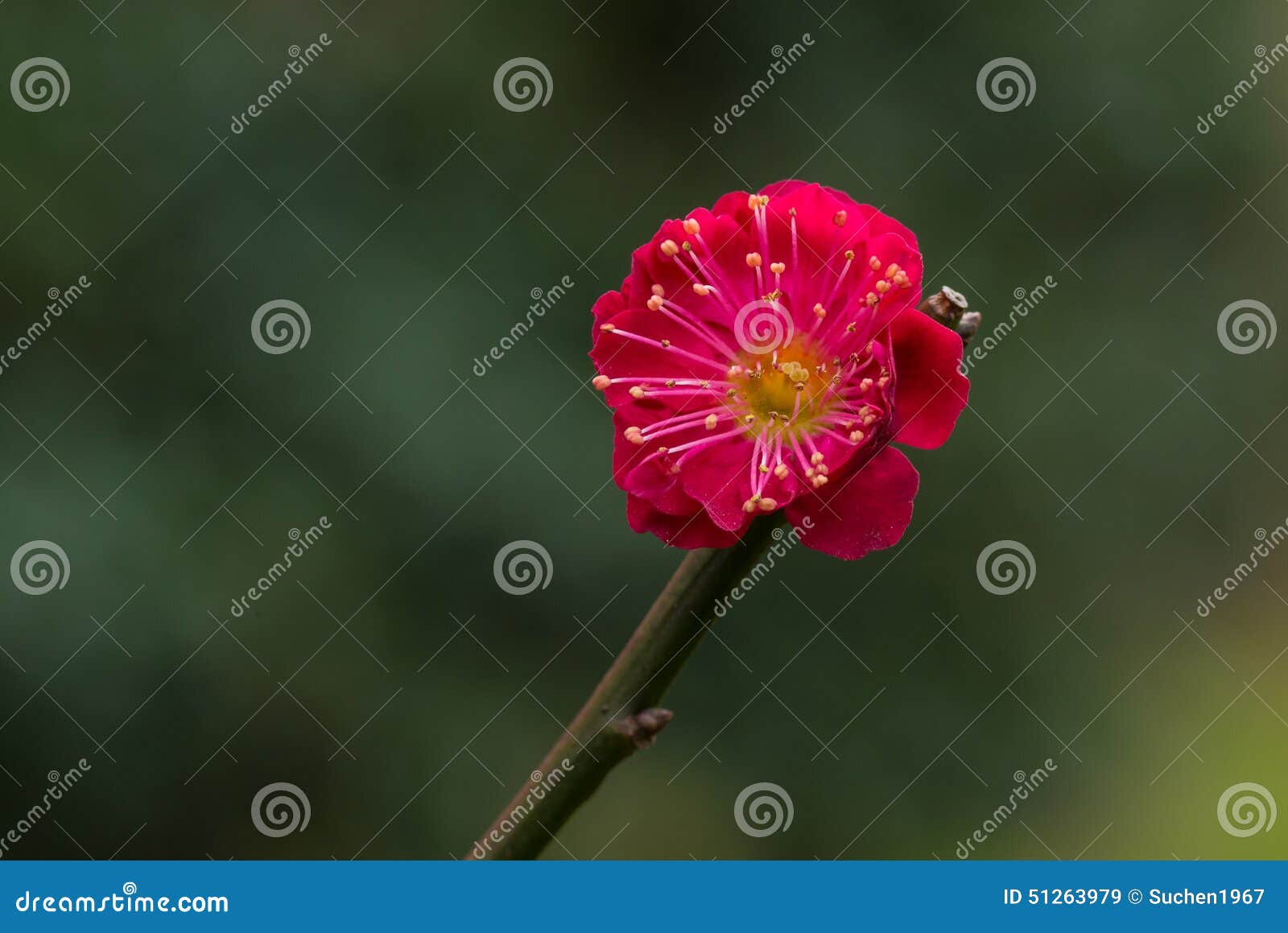 Red Chinese Plum Blossom stock image. Image of pink, closeup - 51263979