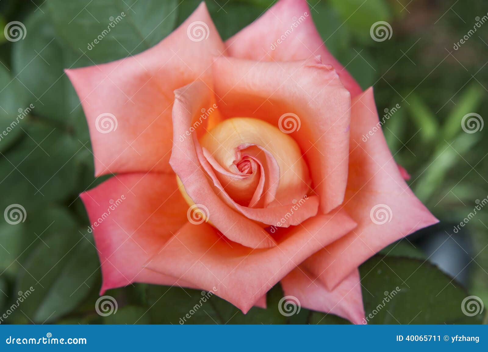 Red China Rose Rosa Chinensis Jacq Stock Image - Image of flower, rose ...