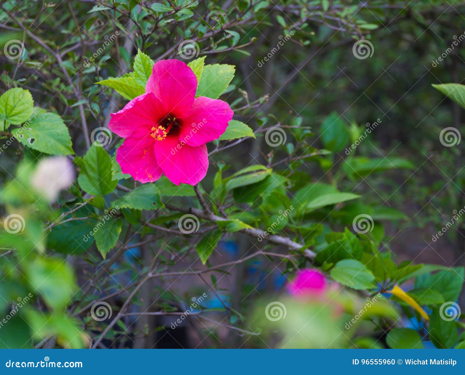 Red Chinese Rose Flower Blooming Stock Photo - Image of mallow, growth ...
