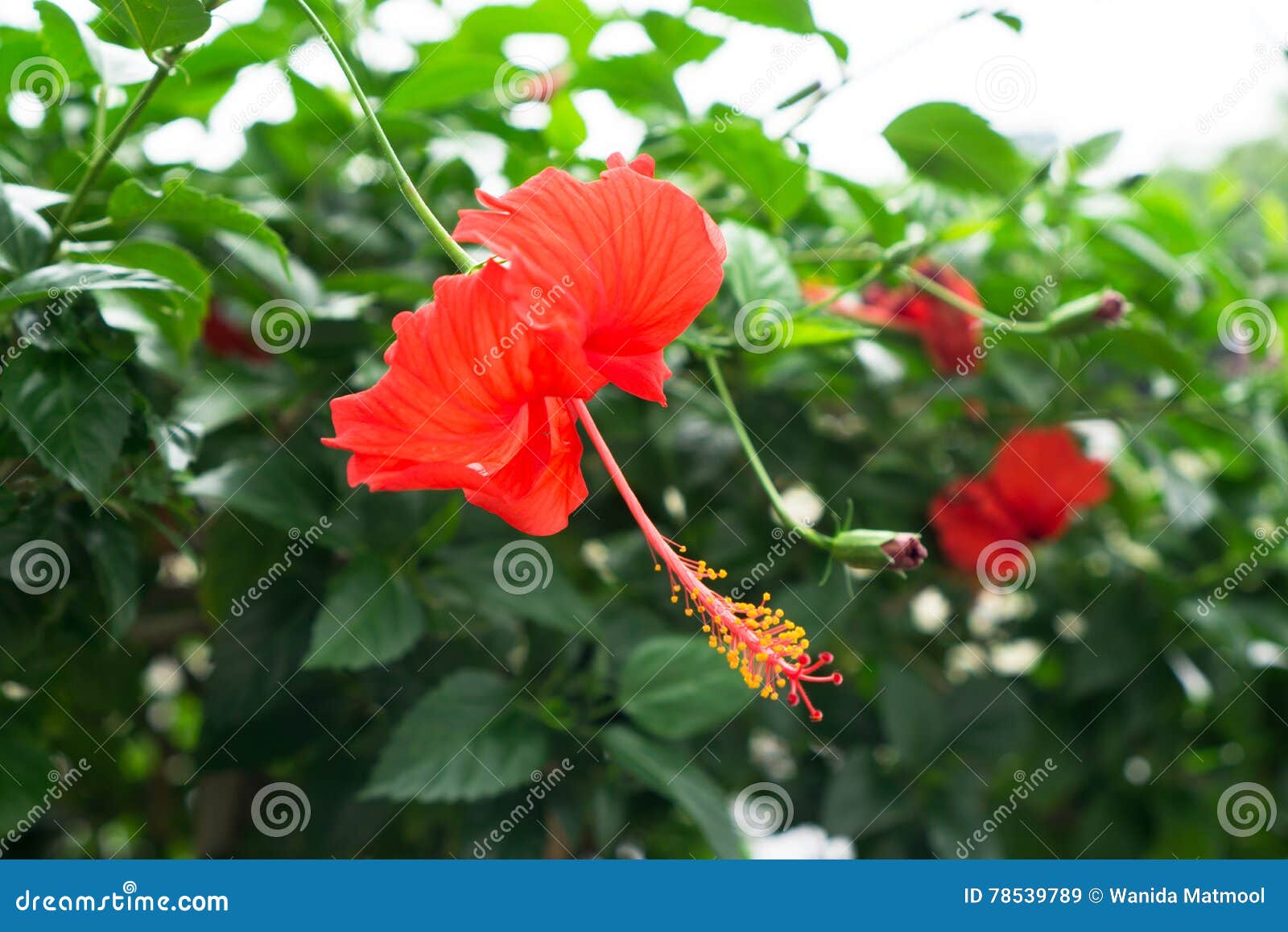 Red Chinese Rose Shoe Flower Or A Flower Of Red Hibiscus With Green