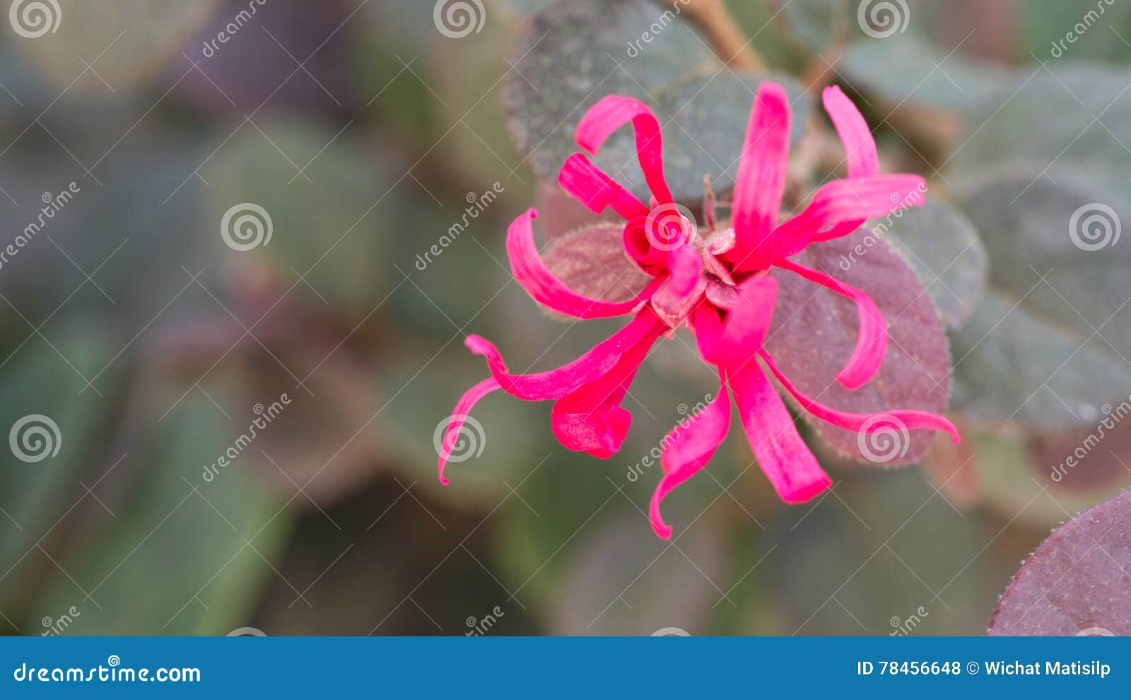 Red Chinese Witch Haze stock photo. Image of razzleverri - 78456648