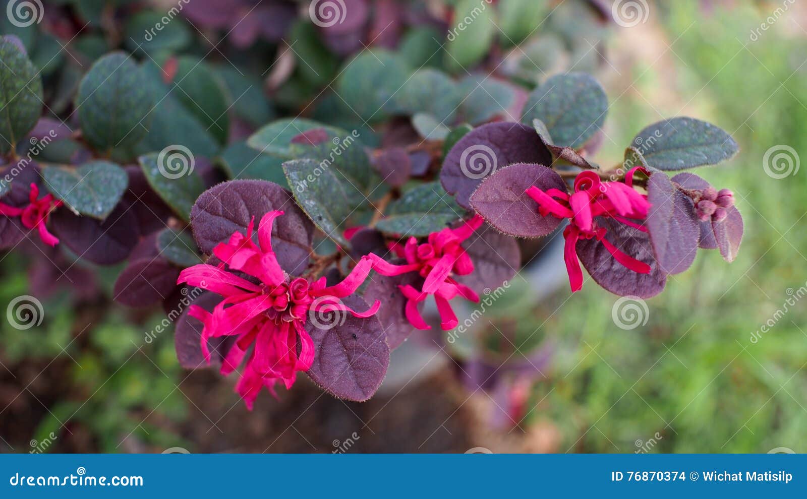 Red Chinese Witch Hazel stock photo. Image of modern - 76870374