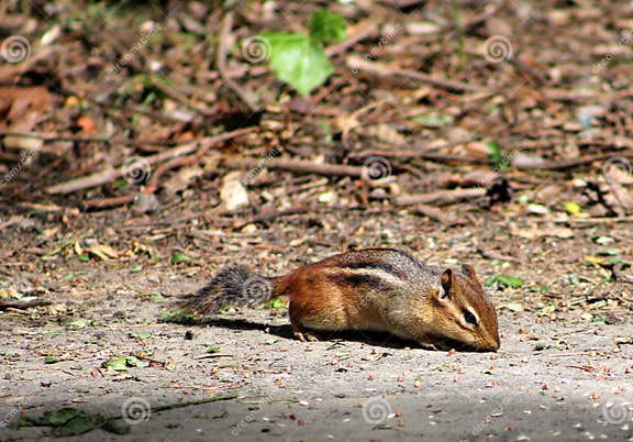 Red Chipmunk stock image. Image of wild, seeds, animal - 22702059